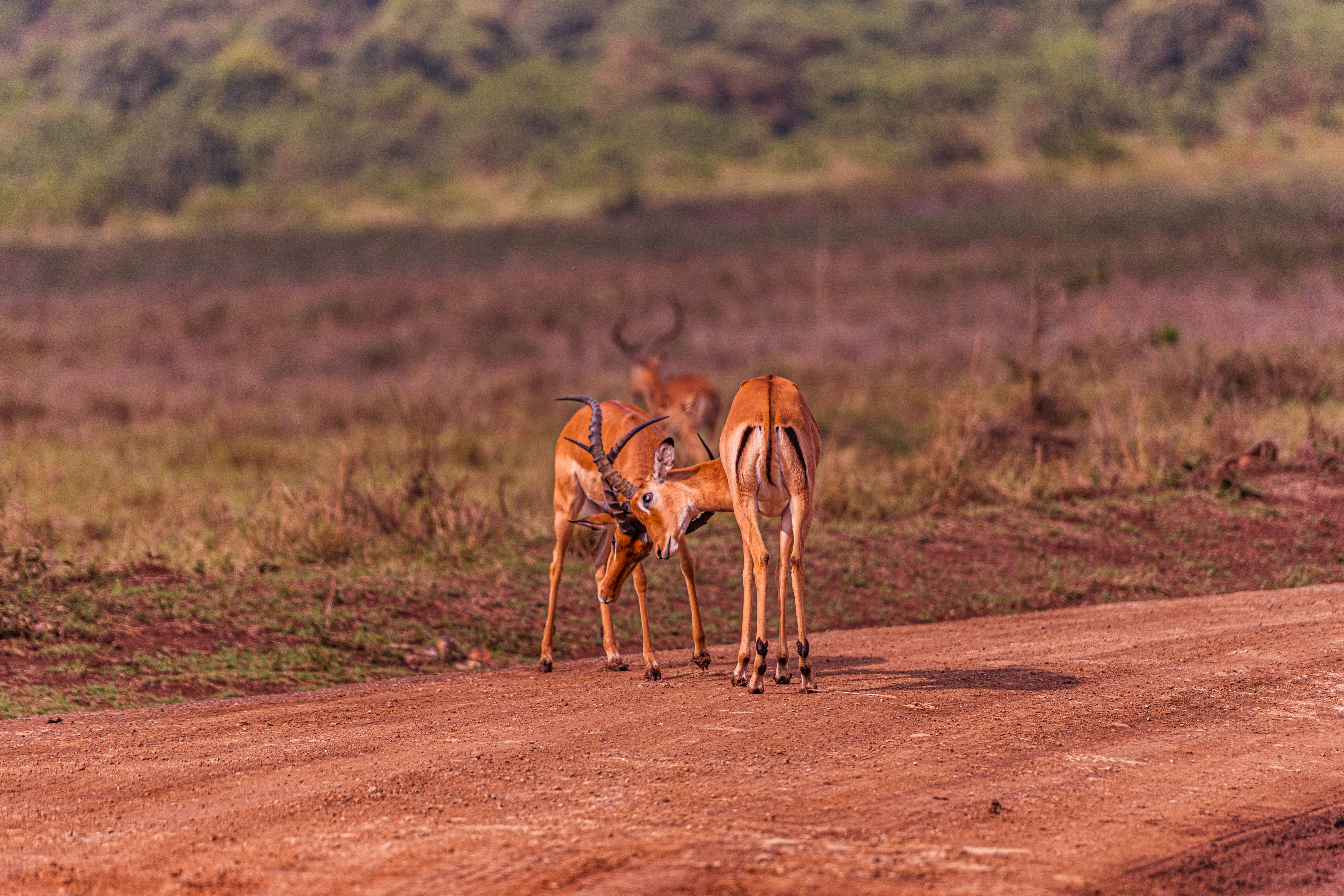 Gazelle Fighting on Ground · Free Stock Photo