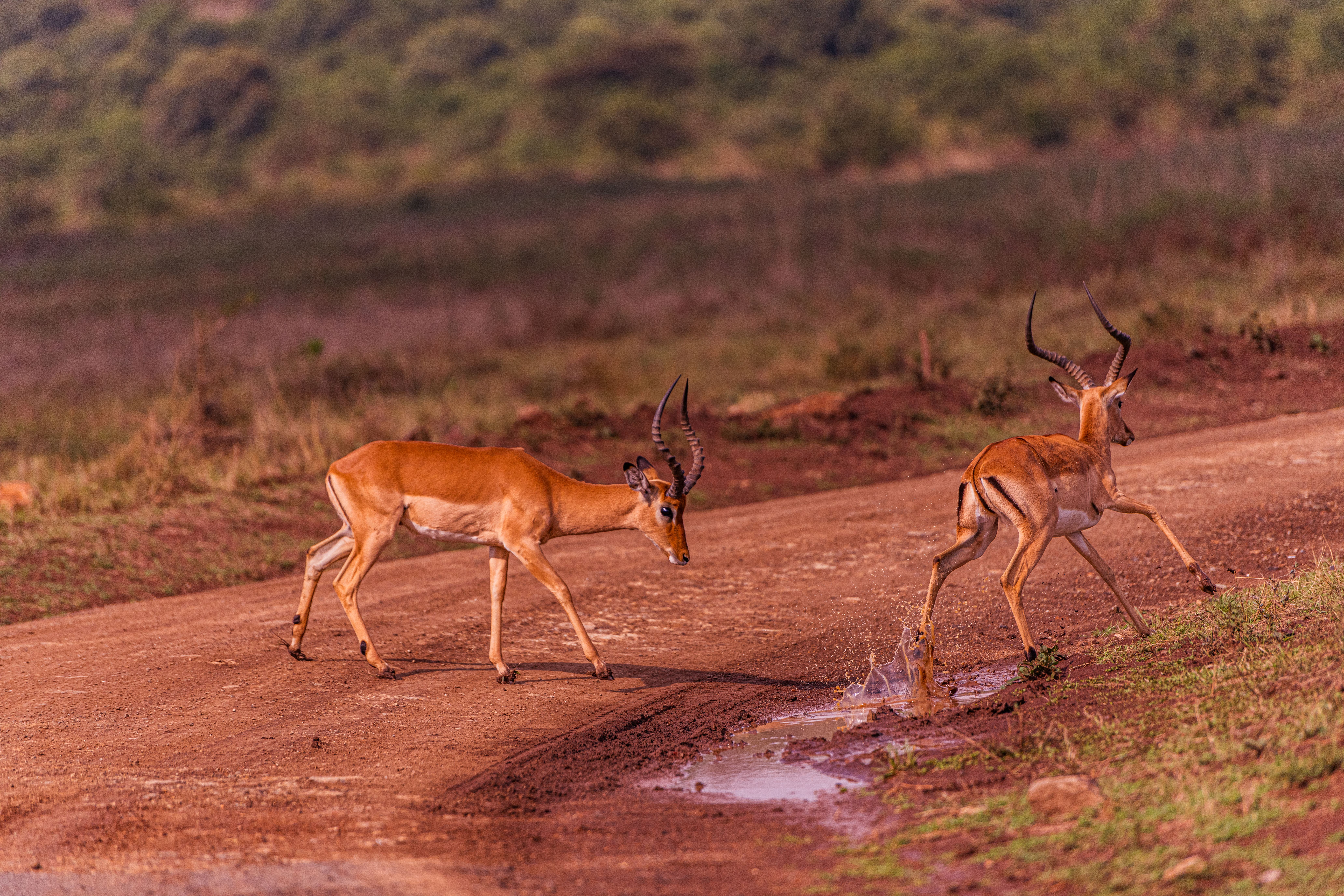 Gazelles · Free Stock Photo