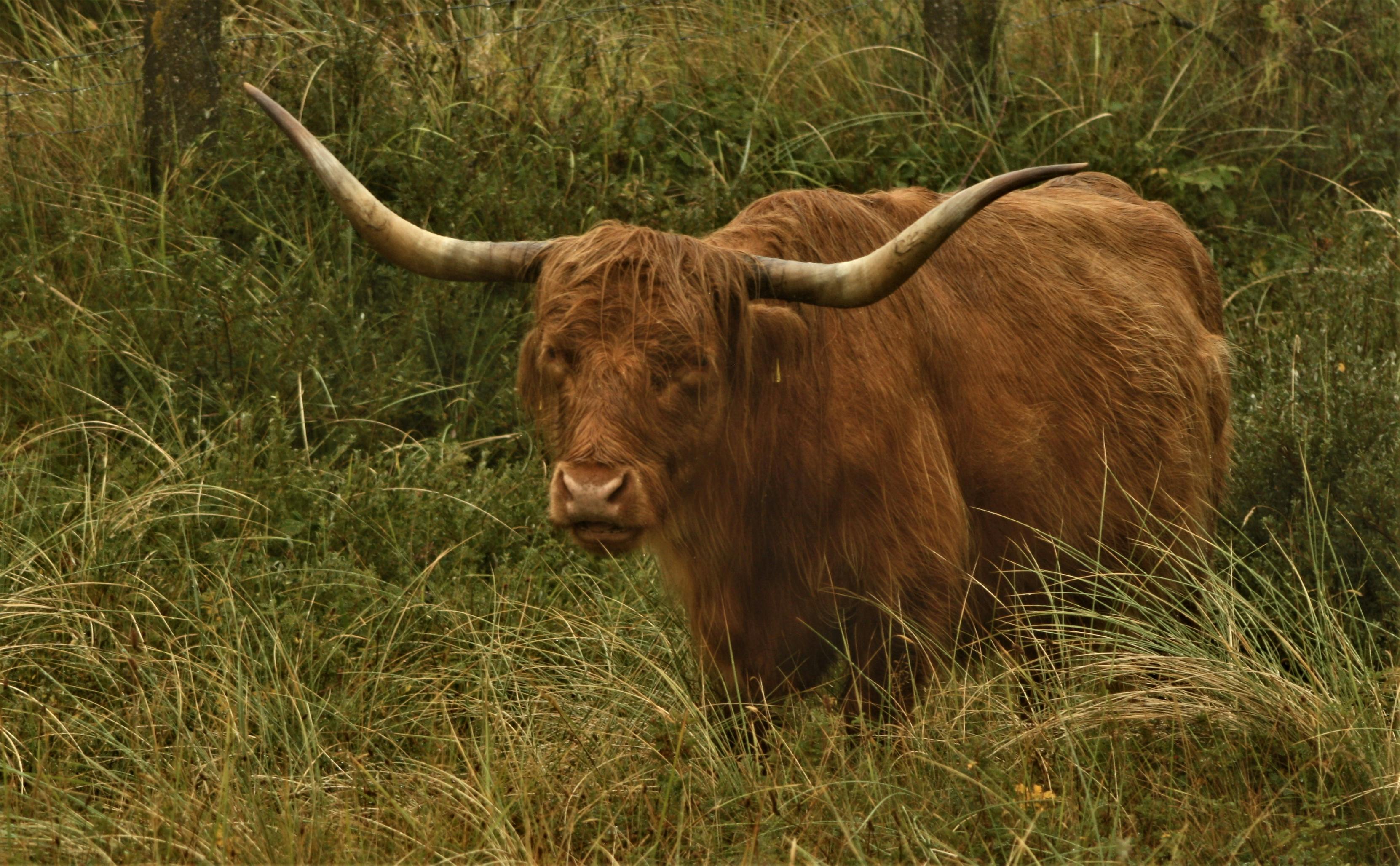 Cow Bezoar Photos, Download Free Cow Bezoar Stock Photos & HD Images