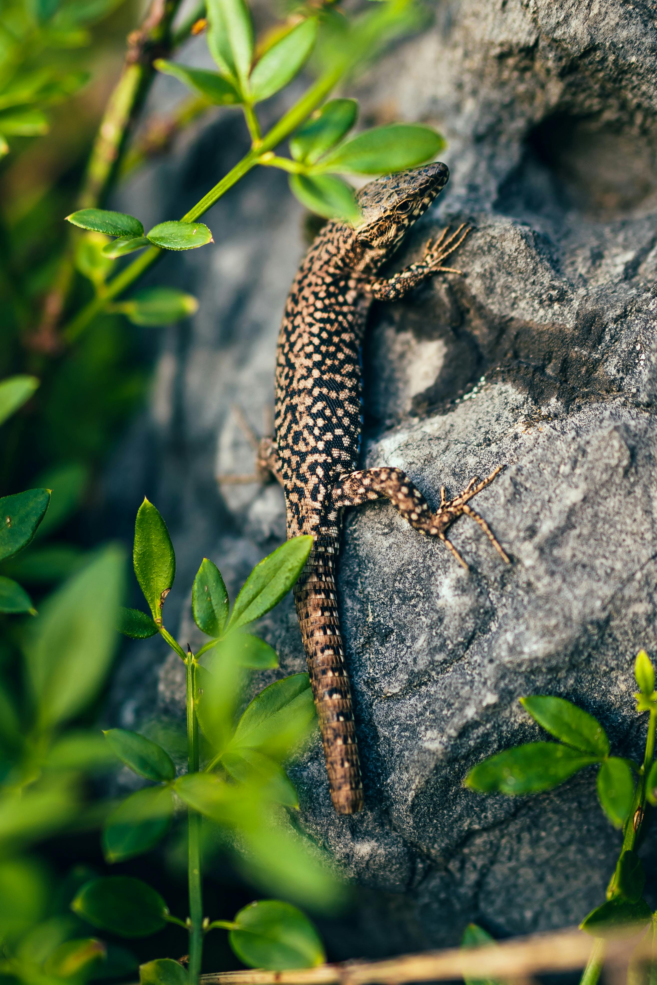 Common Wall Lizard Crawling on a Stone · Free Stock Photo