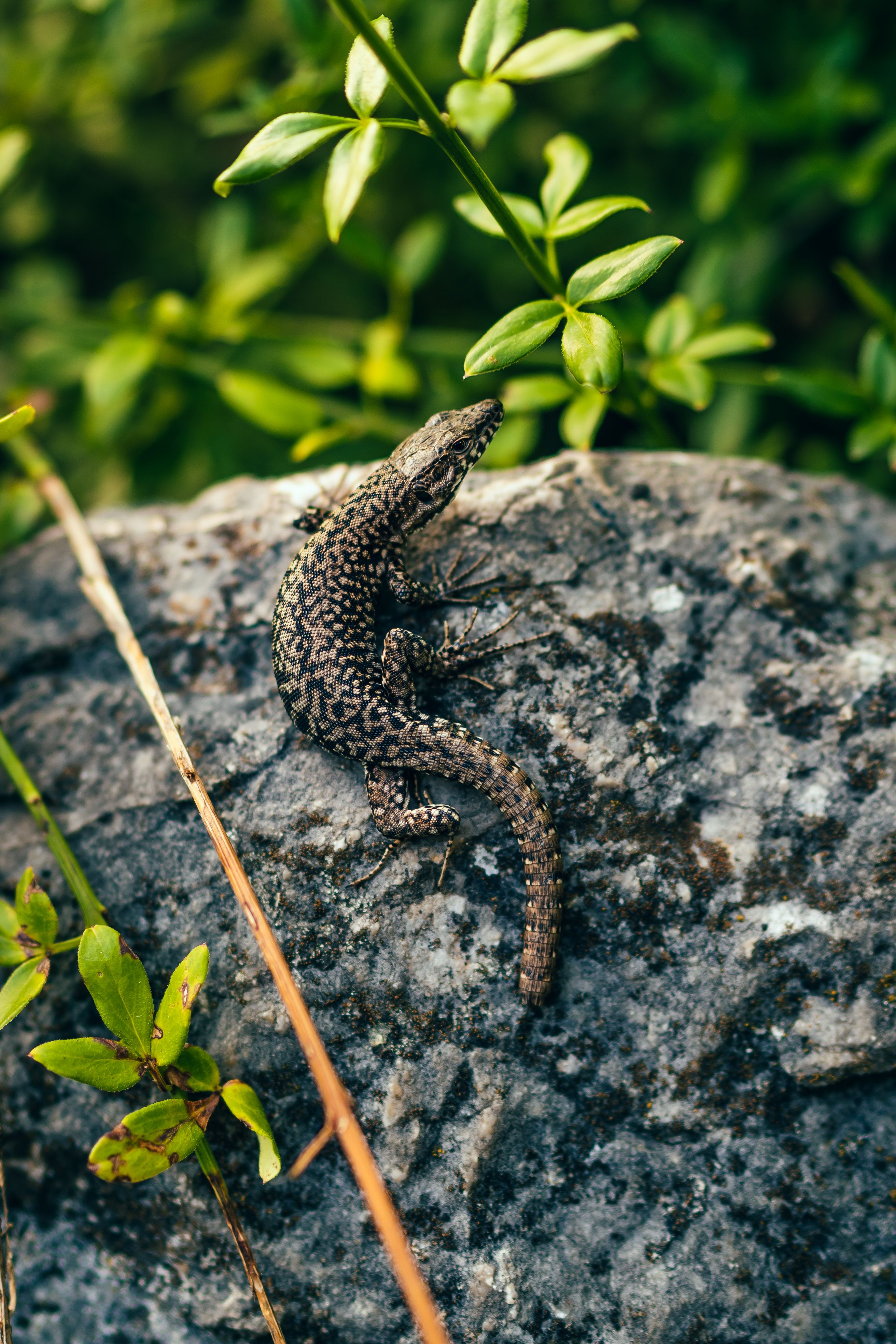Common Wall Lizard on Gray Rock · Free Stock Photo
