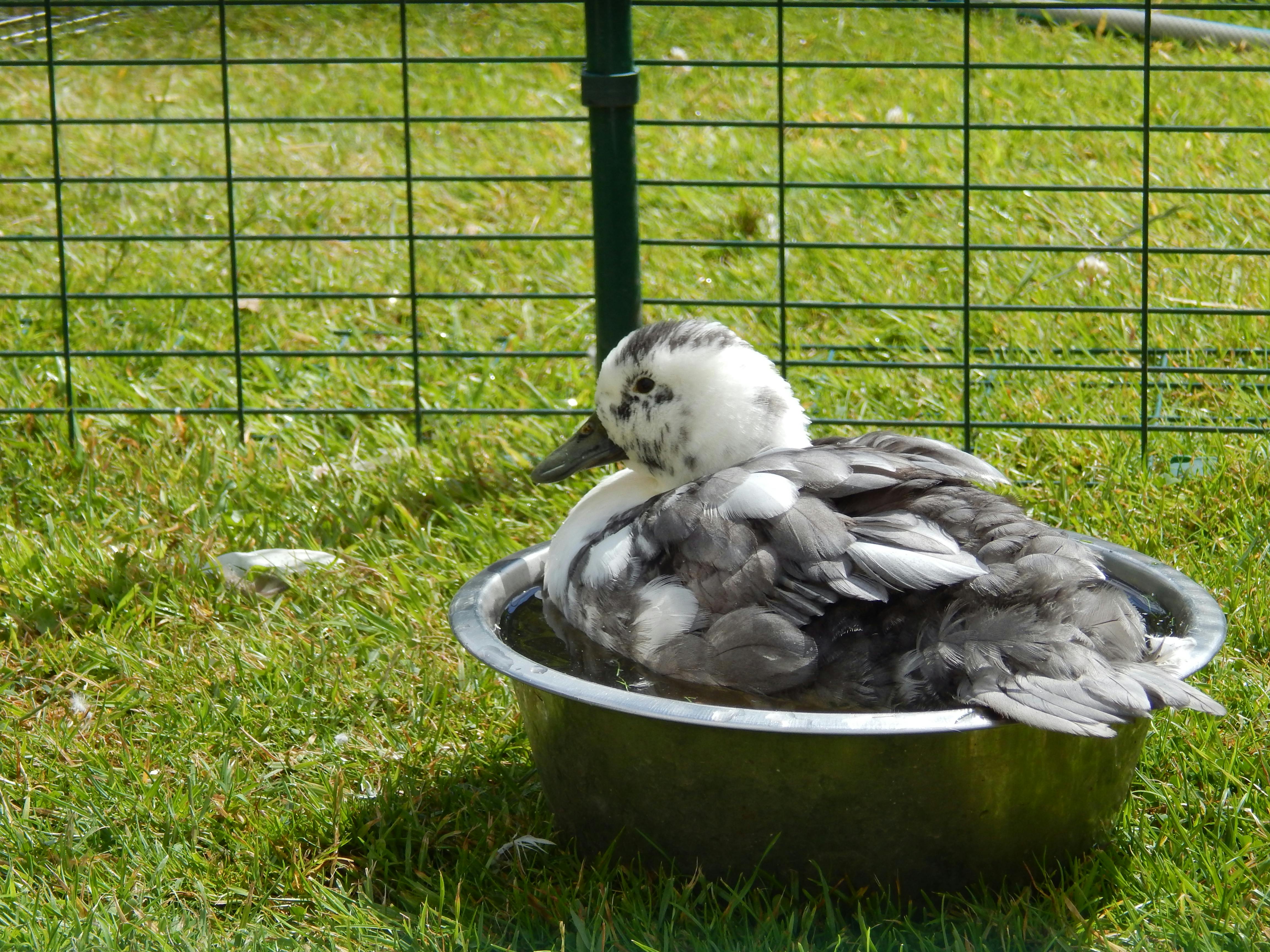 Duck inside a Stainless Bowl · Free Stock Photo