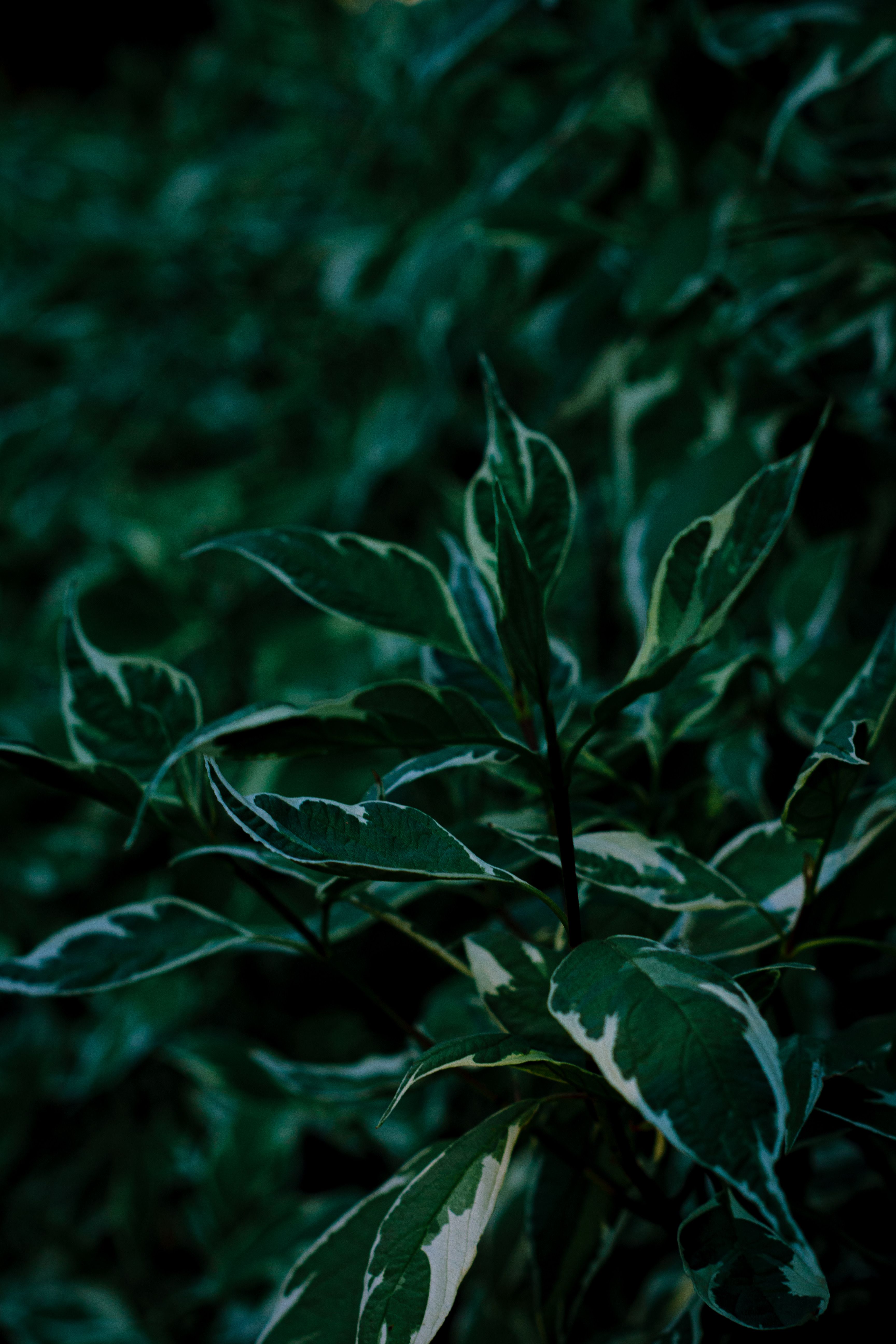 Graptophyllum Photos, Download Free Graptophyllum Stock Photos & HD Images