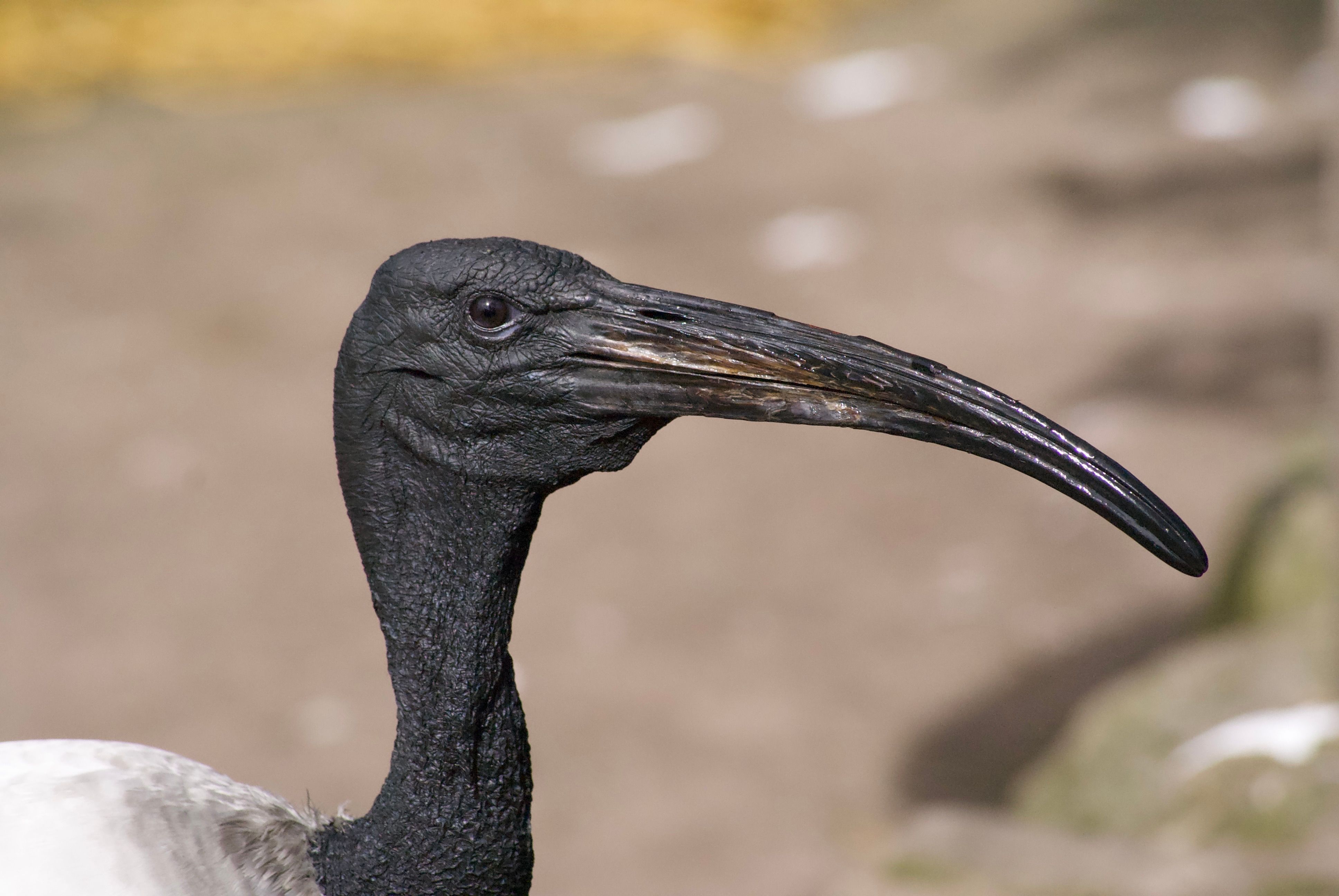 Close Up Photo of Bird with Long Beak · Free Stock Photo