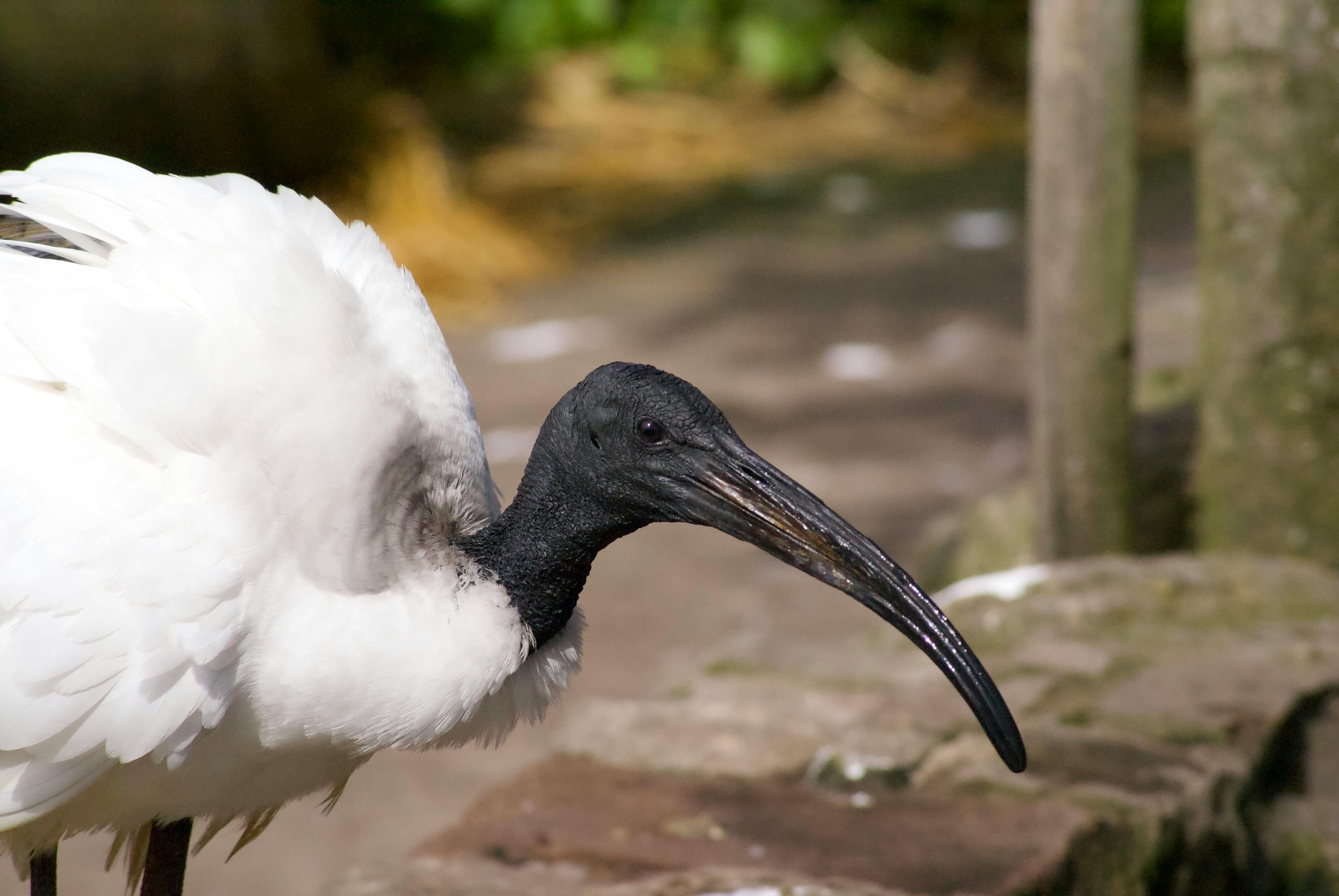 Ibis Bird in Water · Free Stock Photo