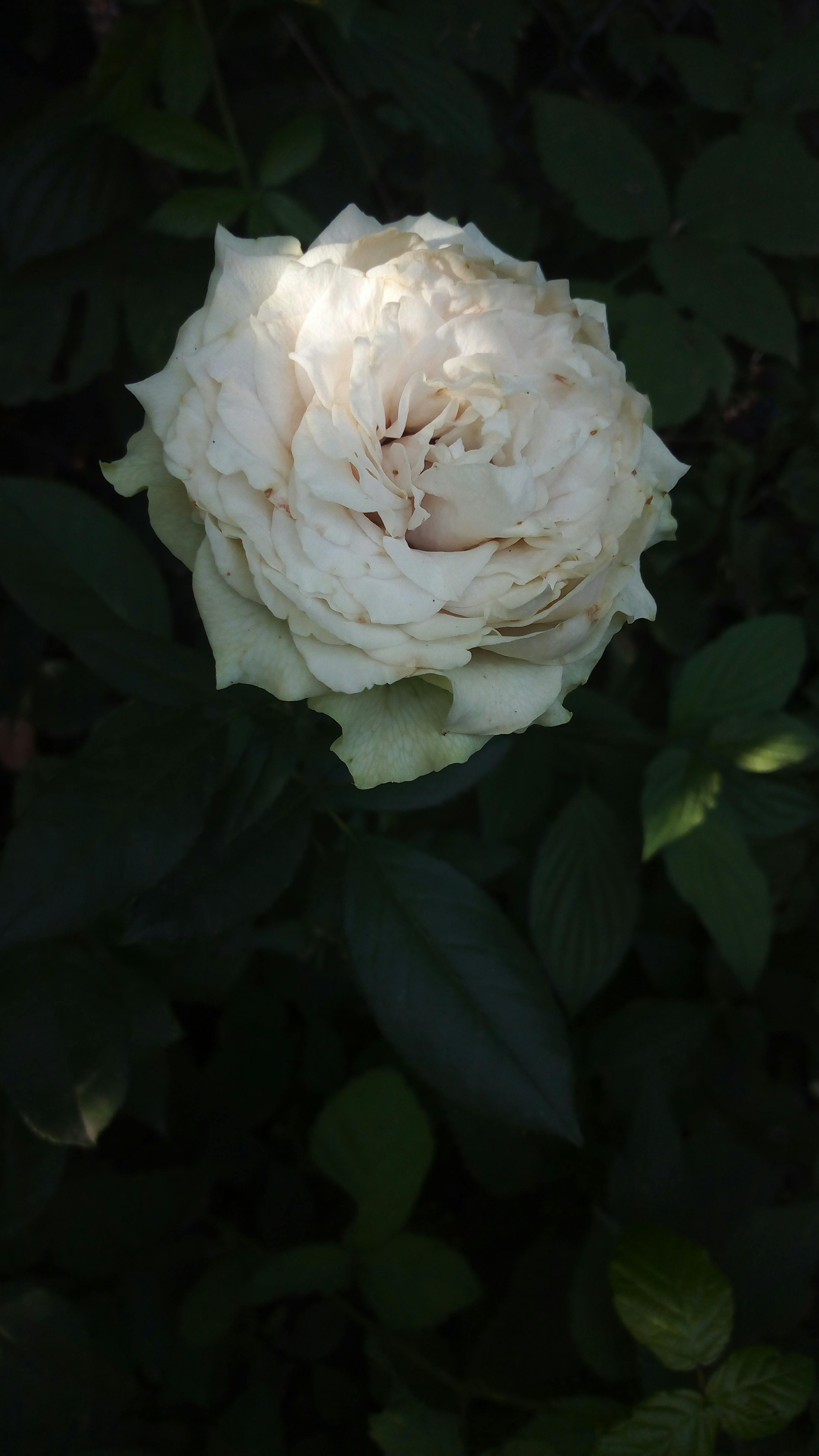 Rose Stro Photos, Download Free Rose Stro Stock Photos & HD Images