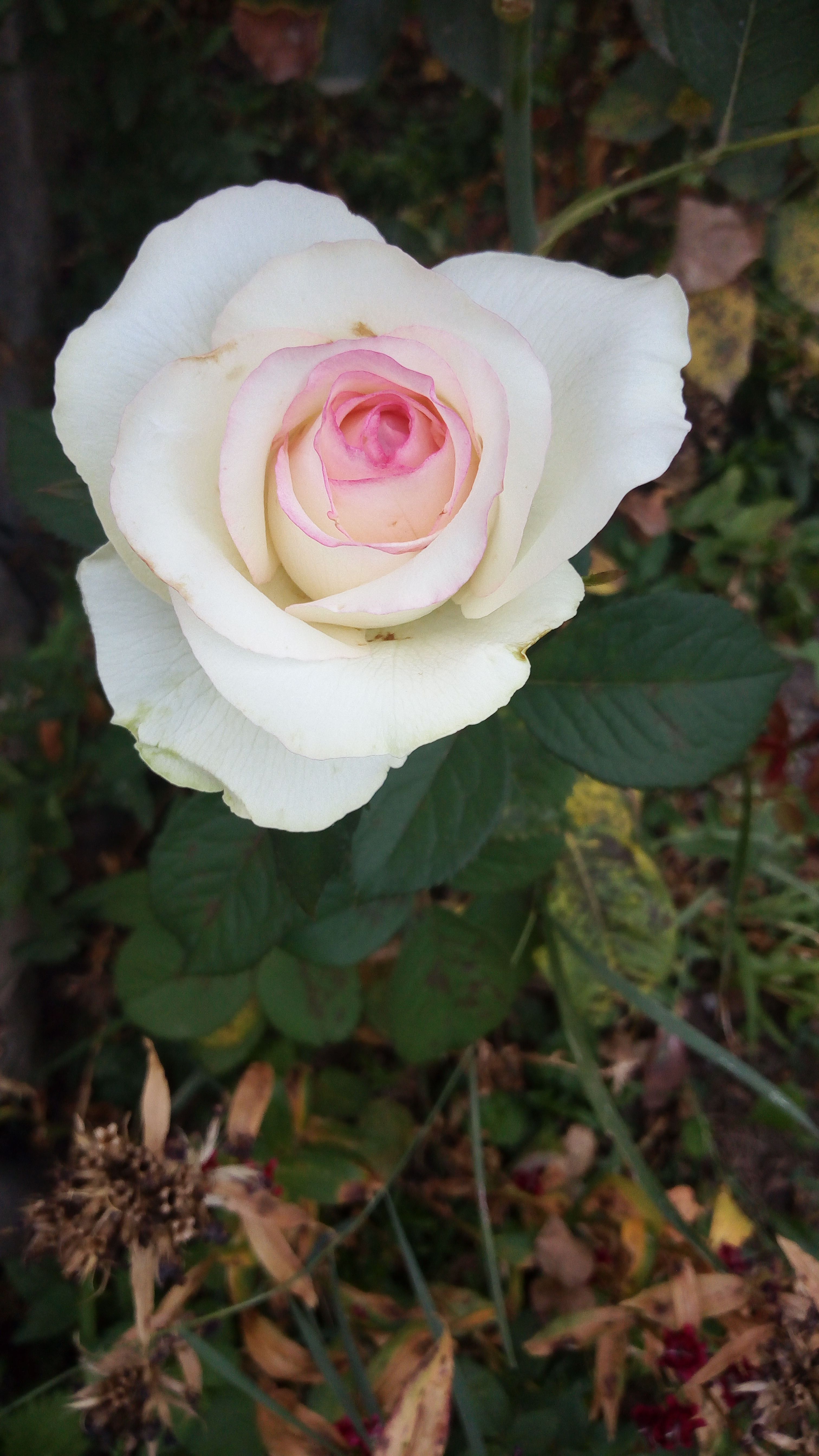 Close Up Photo of Hybrid Tea Rose · Free Stock Photo