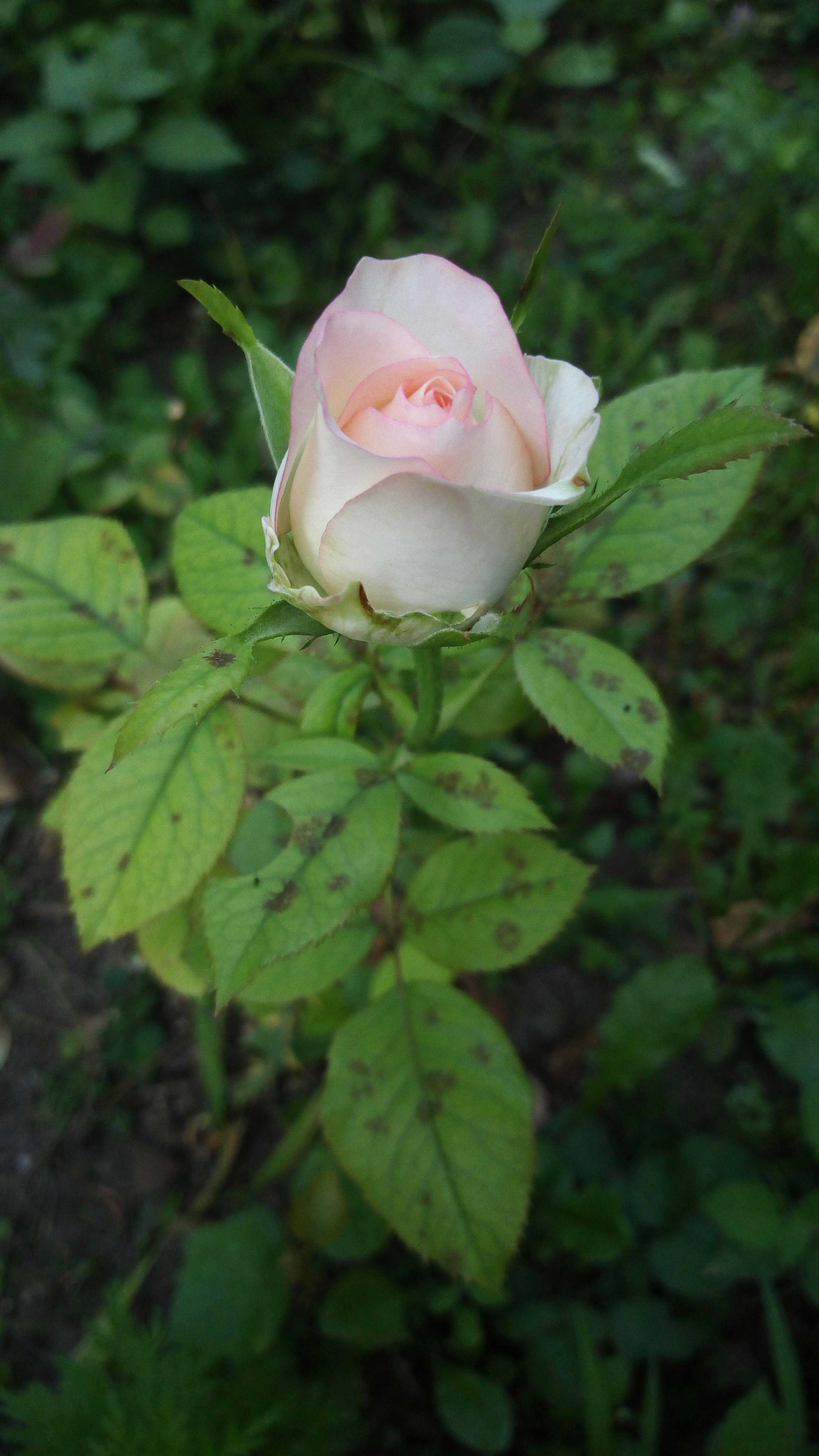 Watery Rose Photos, Download Free Watery Rose Stock Photos & HD Images