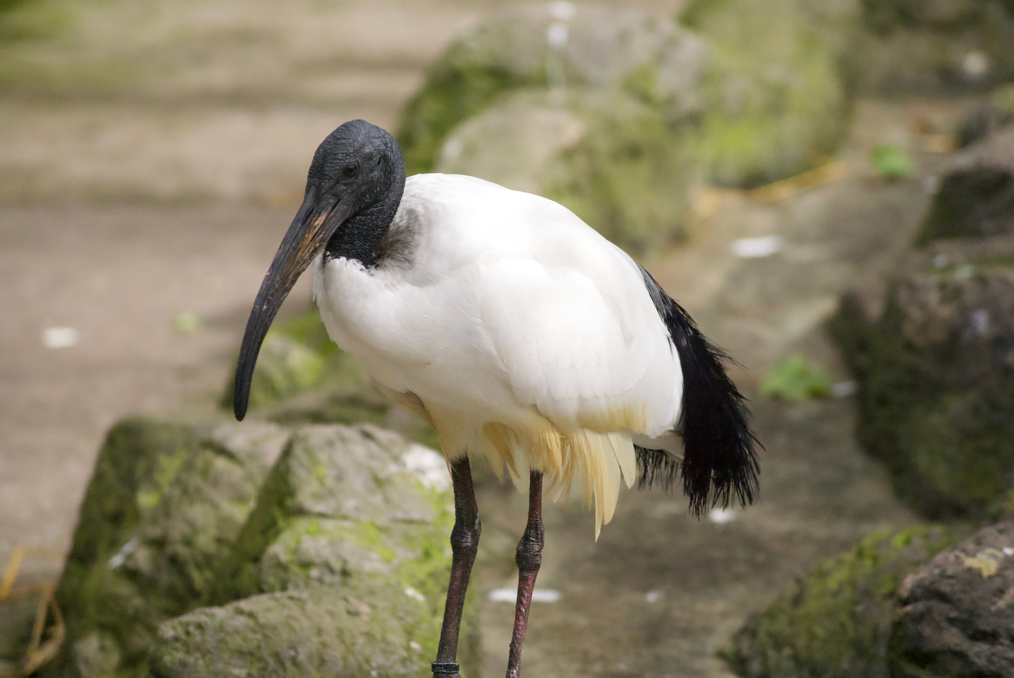 Close Up Photo of a White Bird · Free Stock Photo