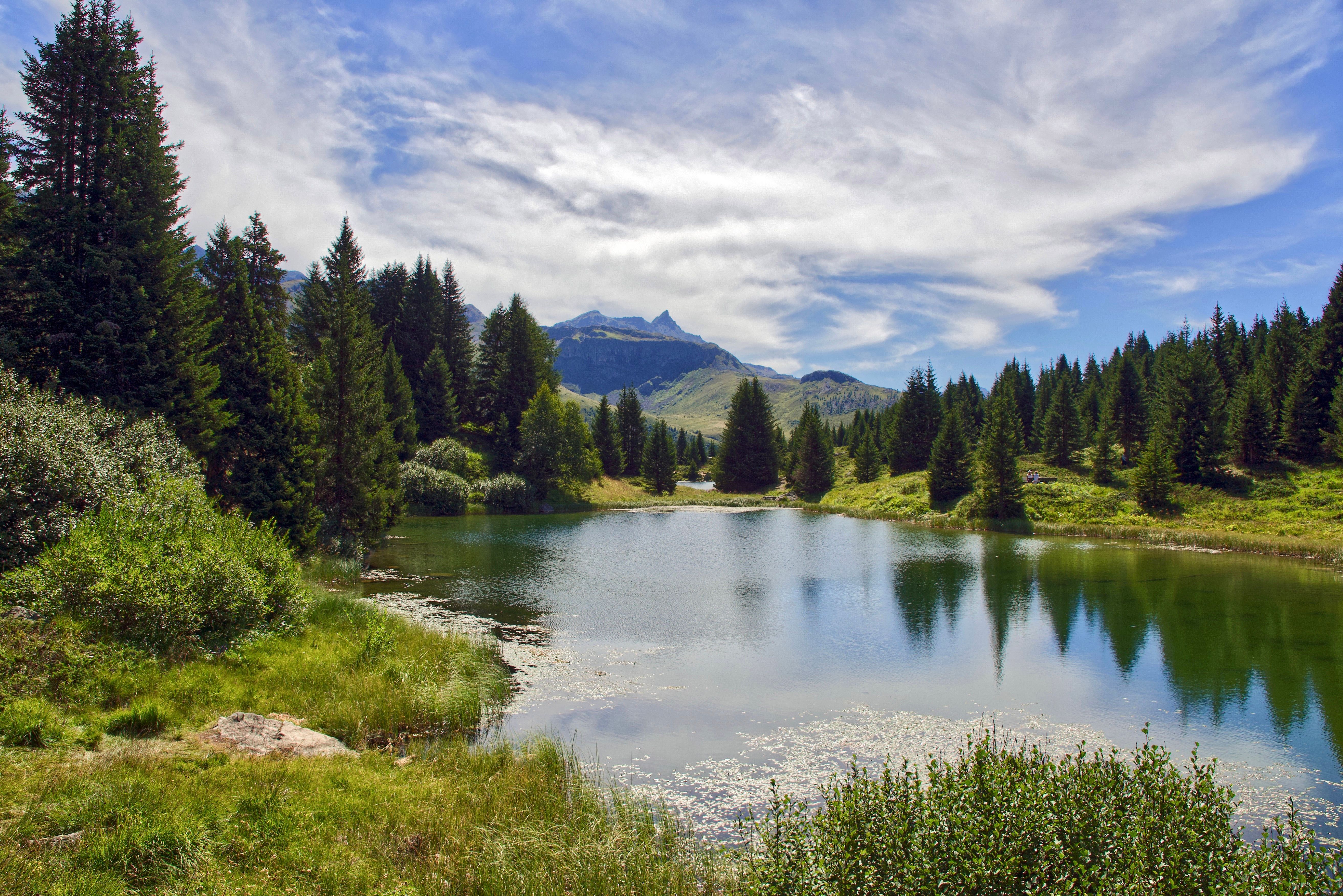 Lake Surround by Trees · Free Stock Photo
