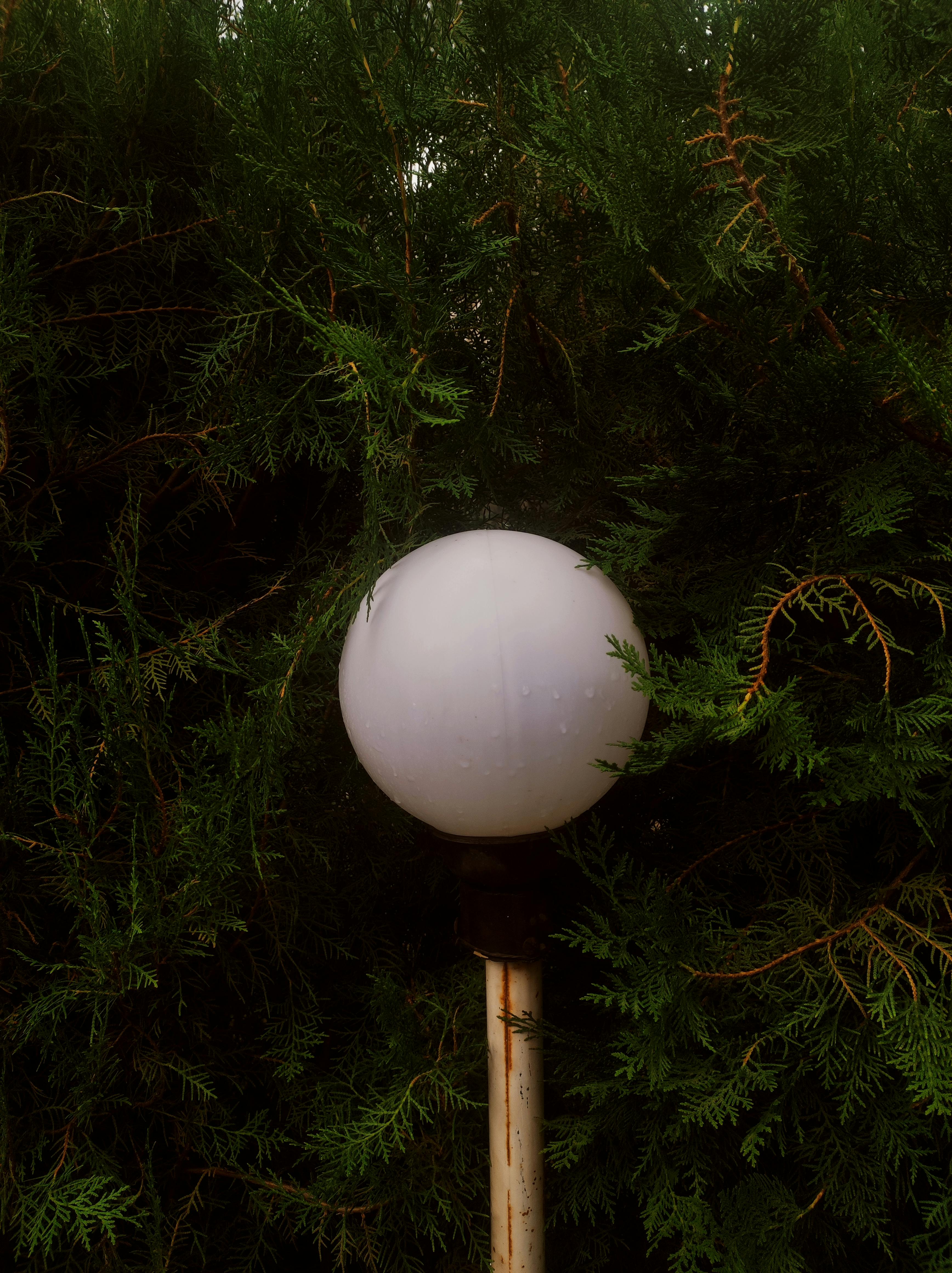White Round Ball on Green Tree · Free Stock Photo