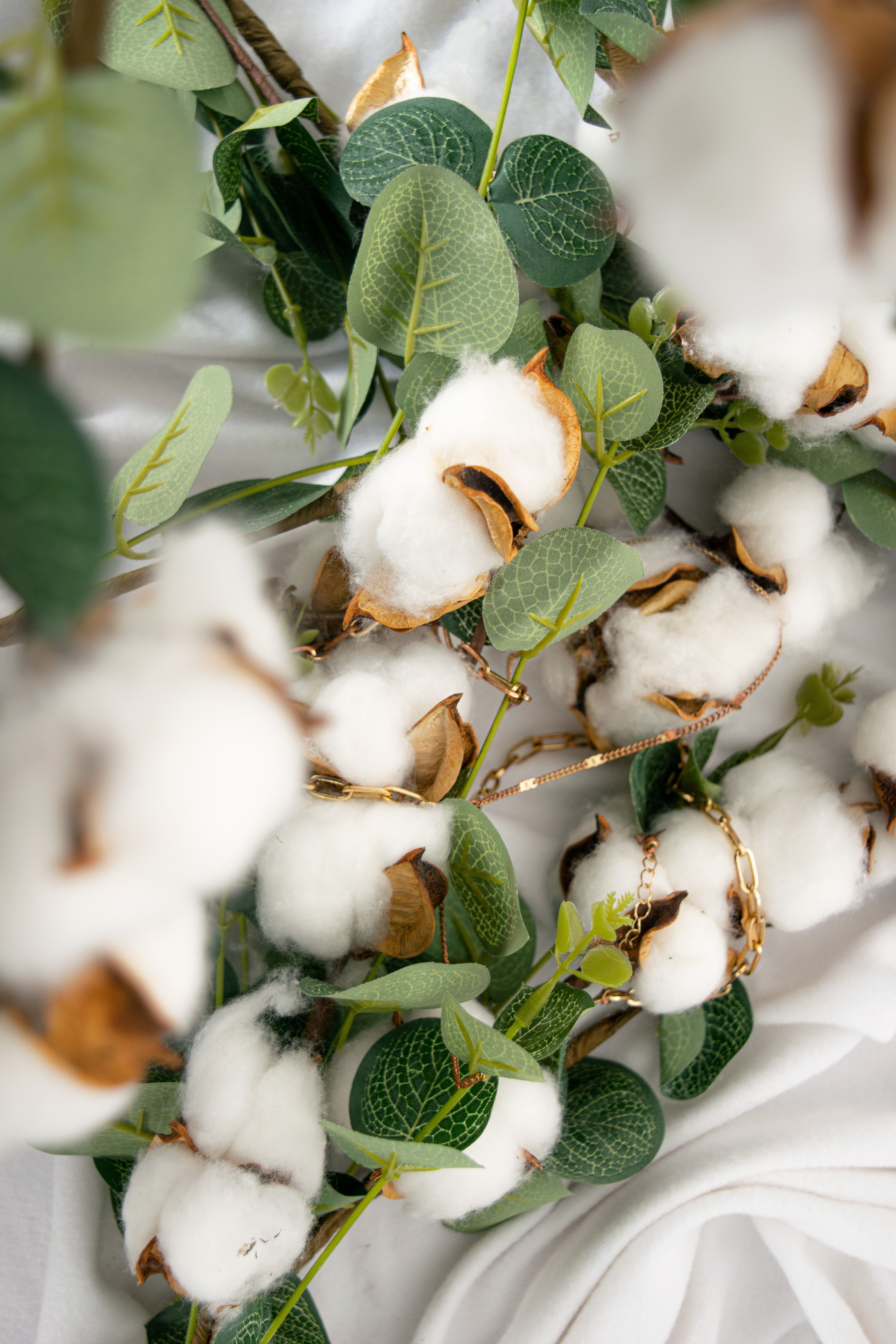 Cotton Flower in Close Up Shot · Free Stock Photo