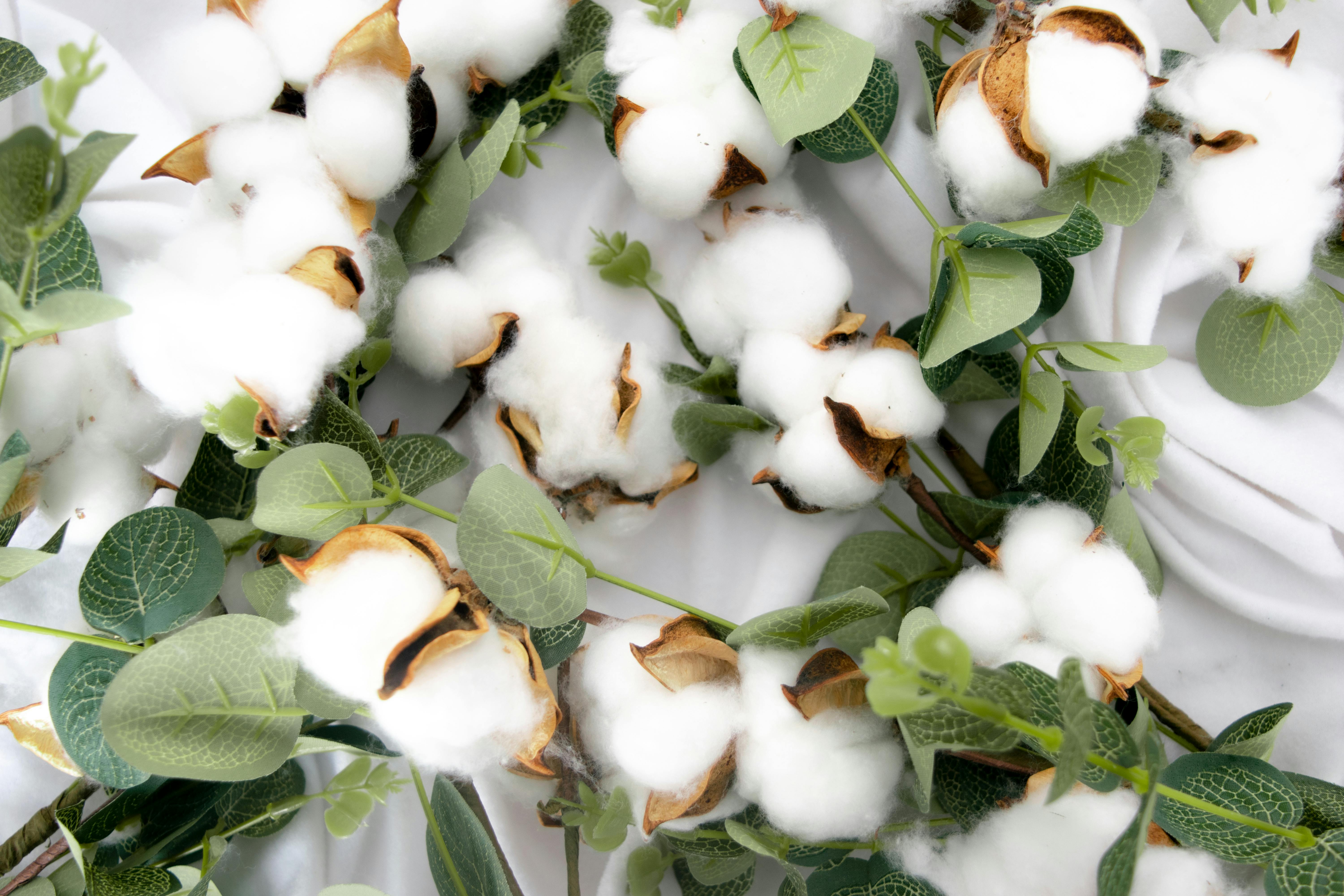 Cotton Plant Flower