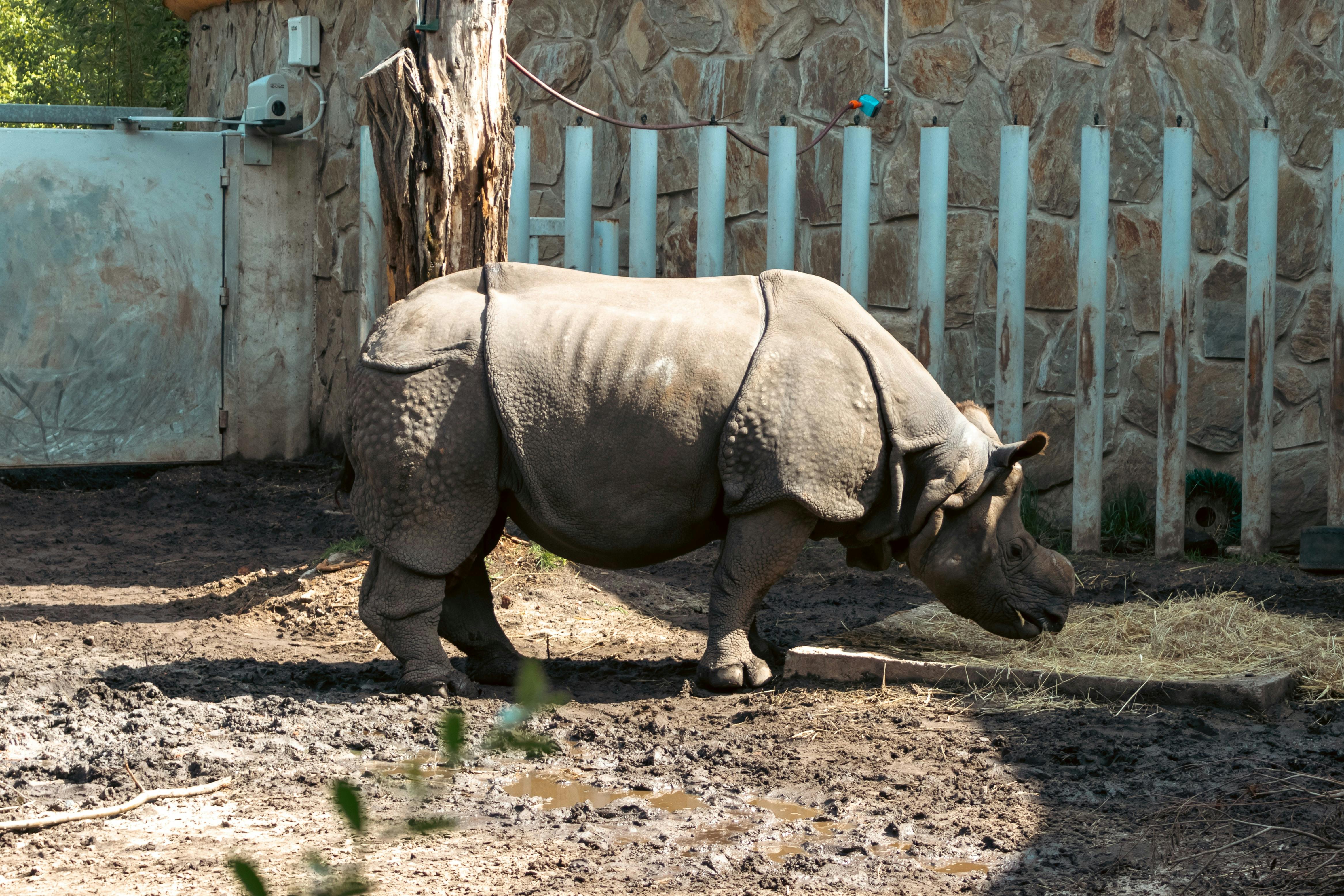 Photo of a Rhino · Free Stock Photo