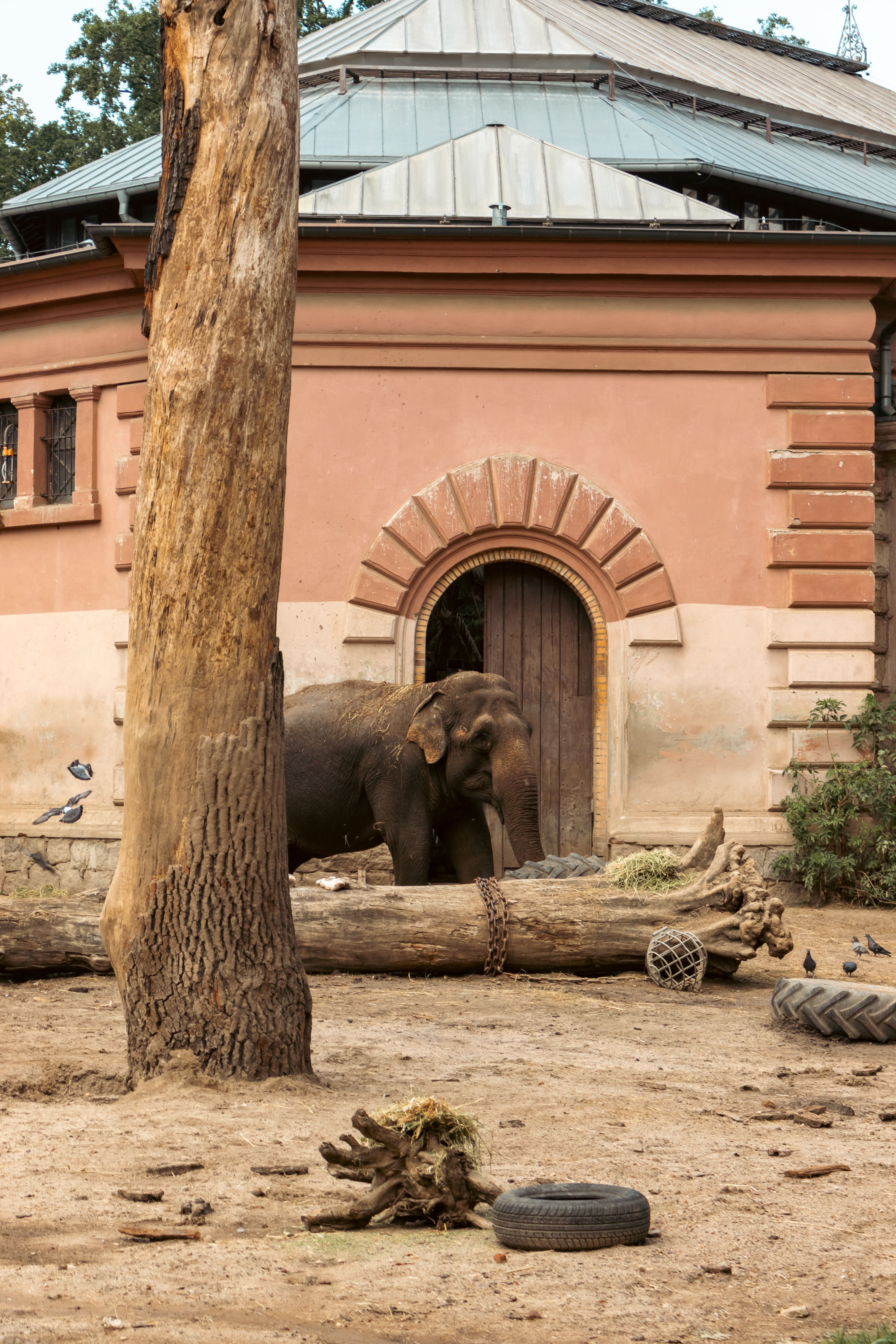 An Elephant in the Zoo · Free Stock Photo