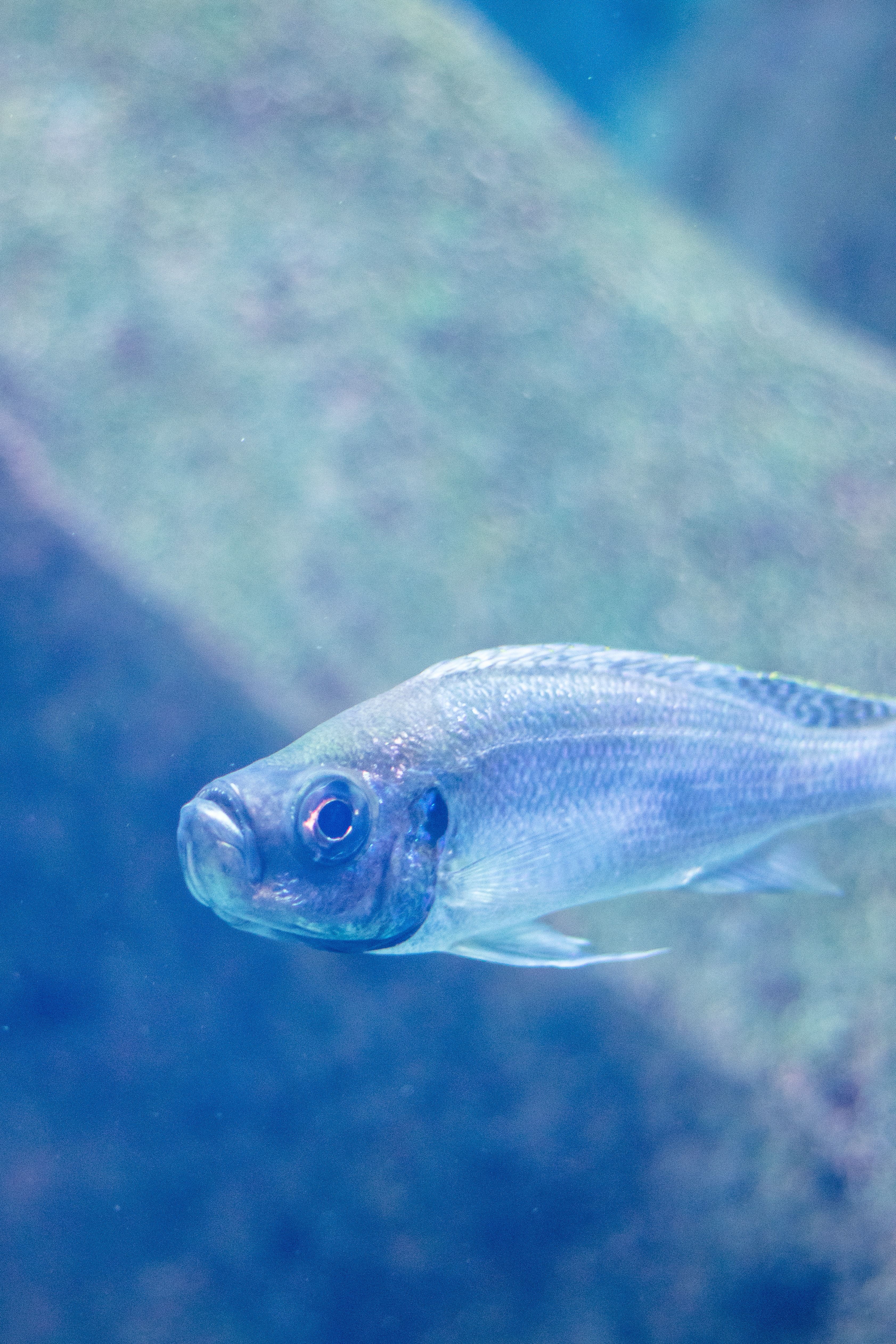 White Fish Under Water · Free Stock Photo