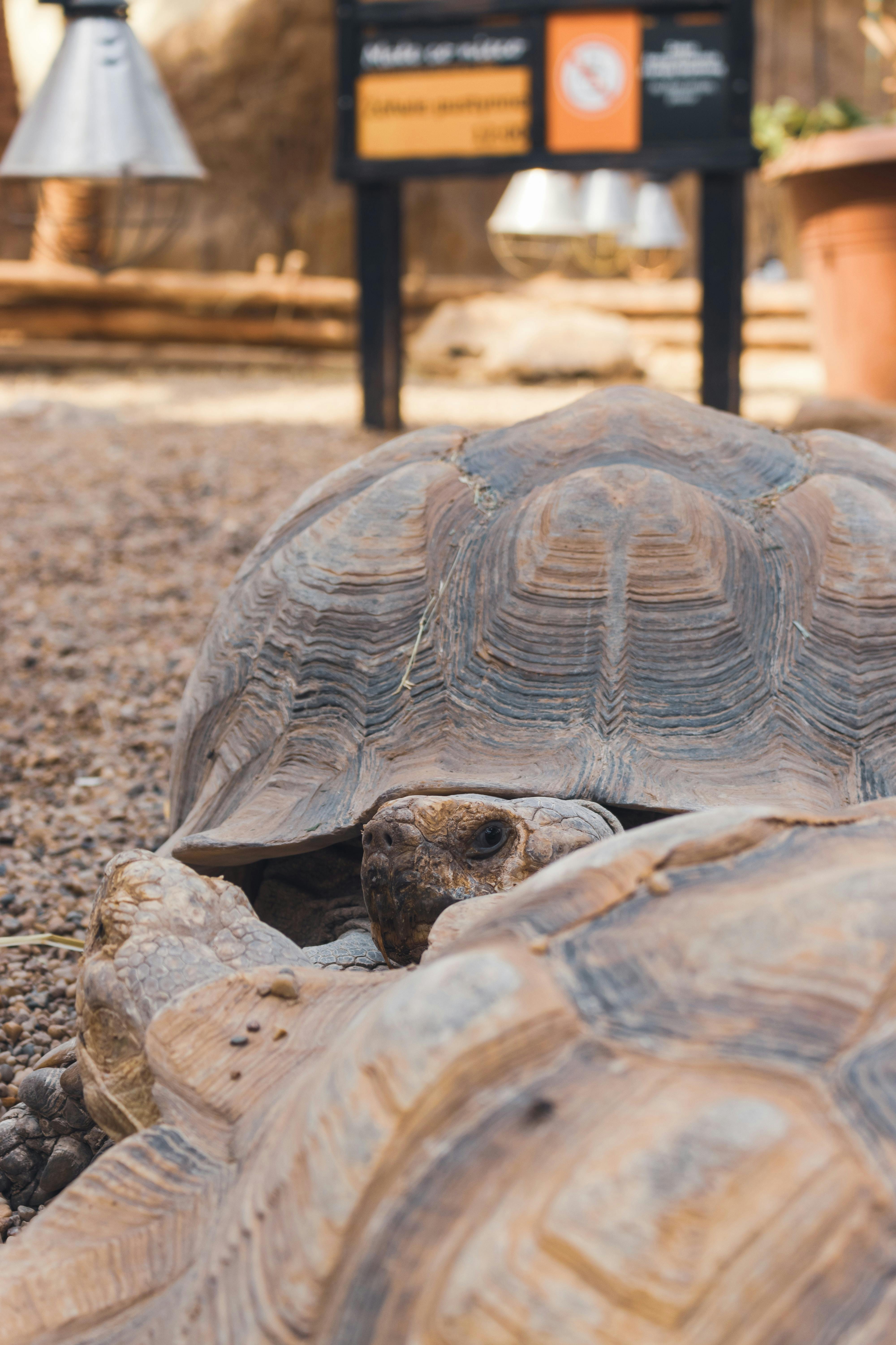 Tortoise on the Rocks in the Zoo · Free Stock Photo