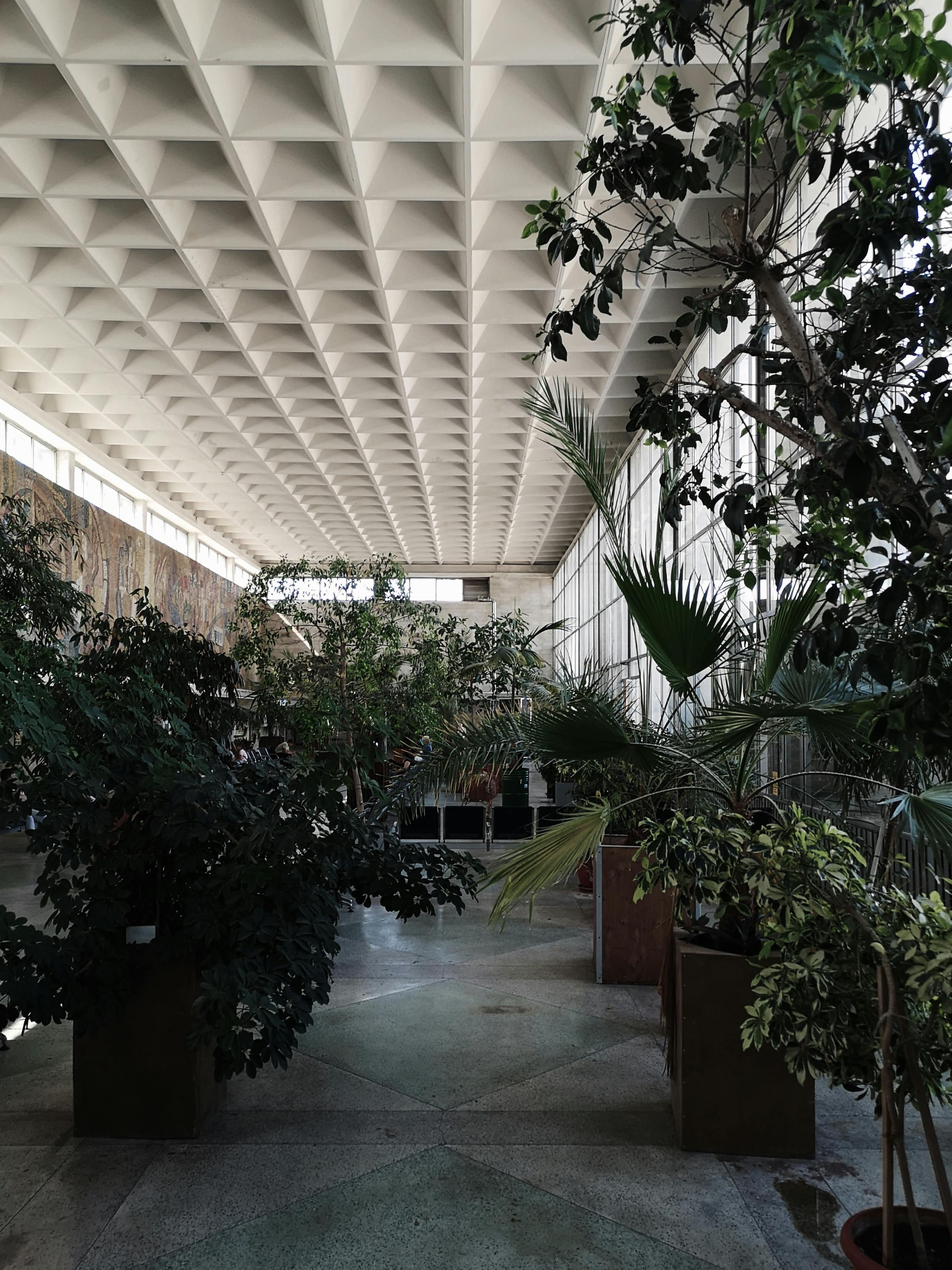 Green Plants inside the Building · Free Stock Photo