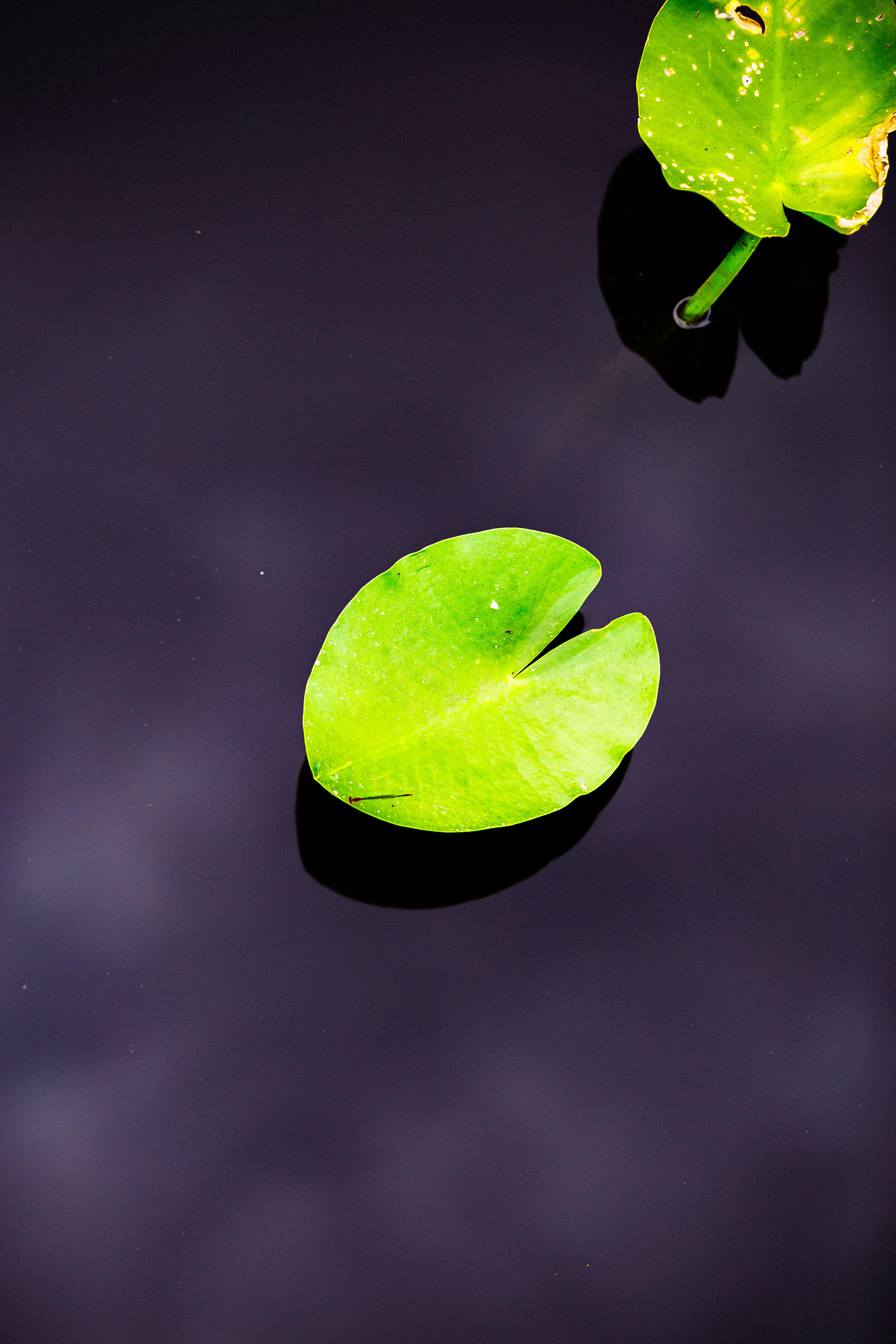 Green Leaf on the Pond · Free Stock Photo