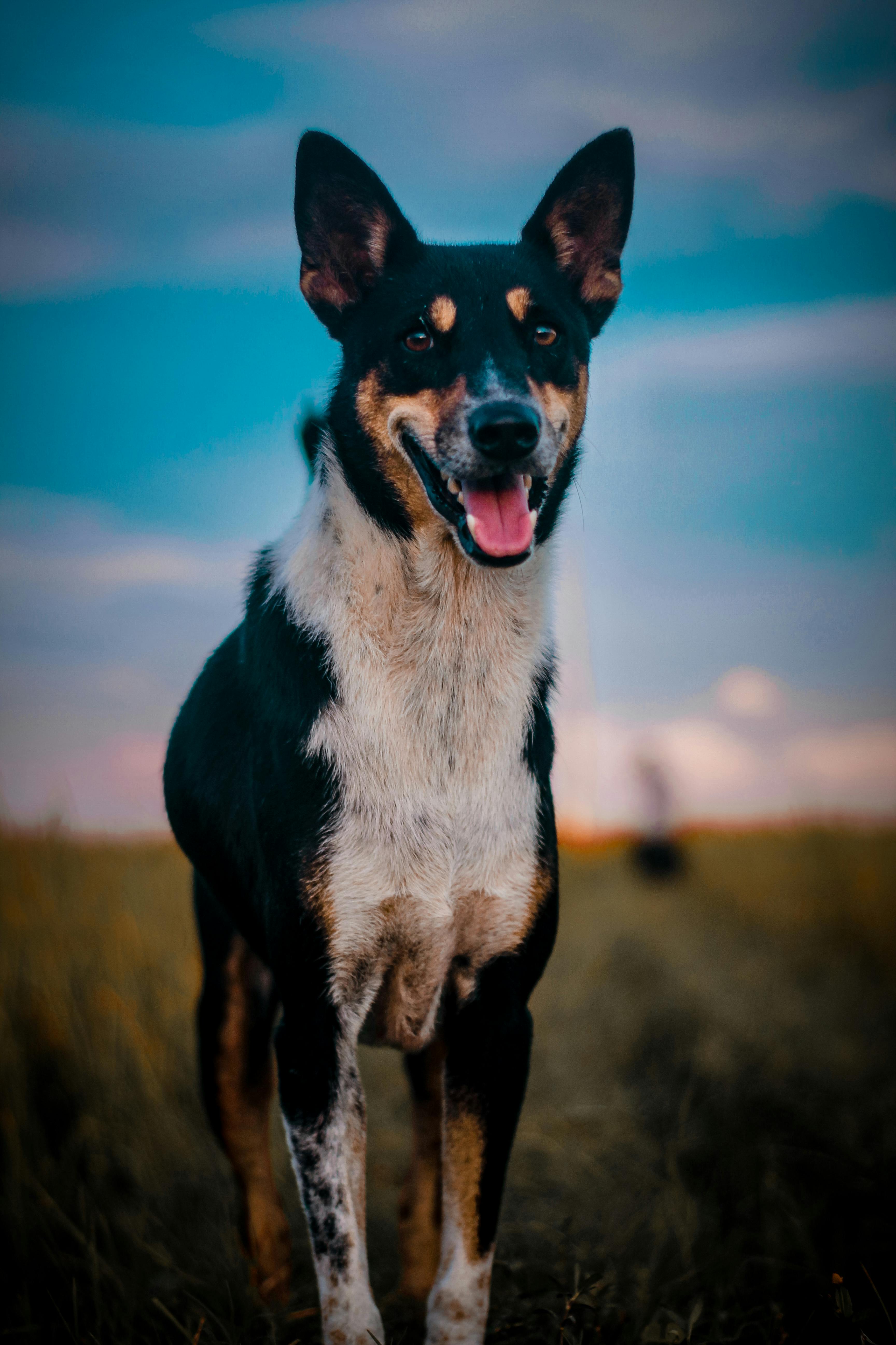 Kelpie Photos, Download The BEST Free Kelpie Stock Photos & HD Images