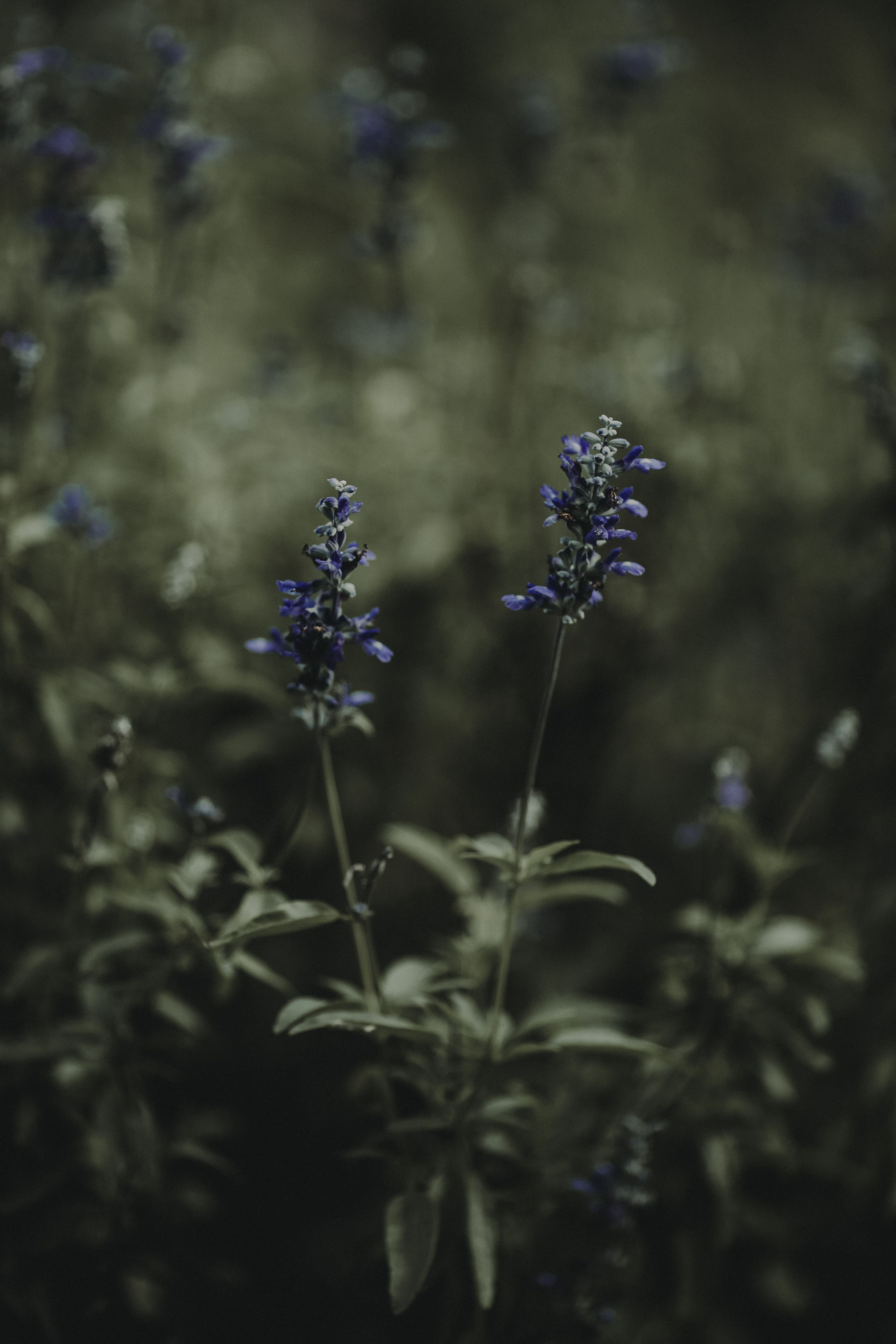 Blue Cluster Flowers · Free Stock Photo