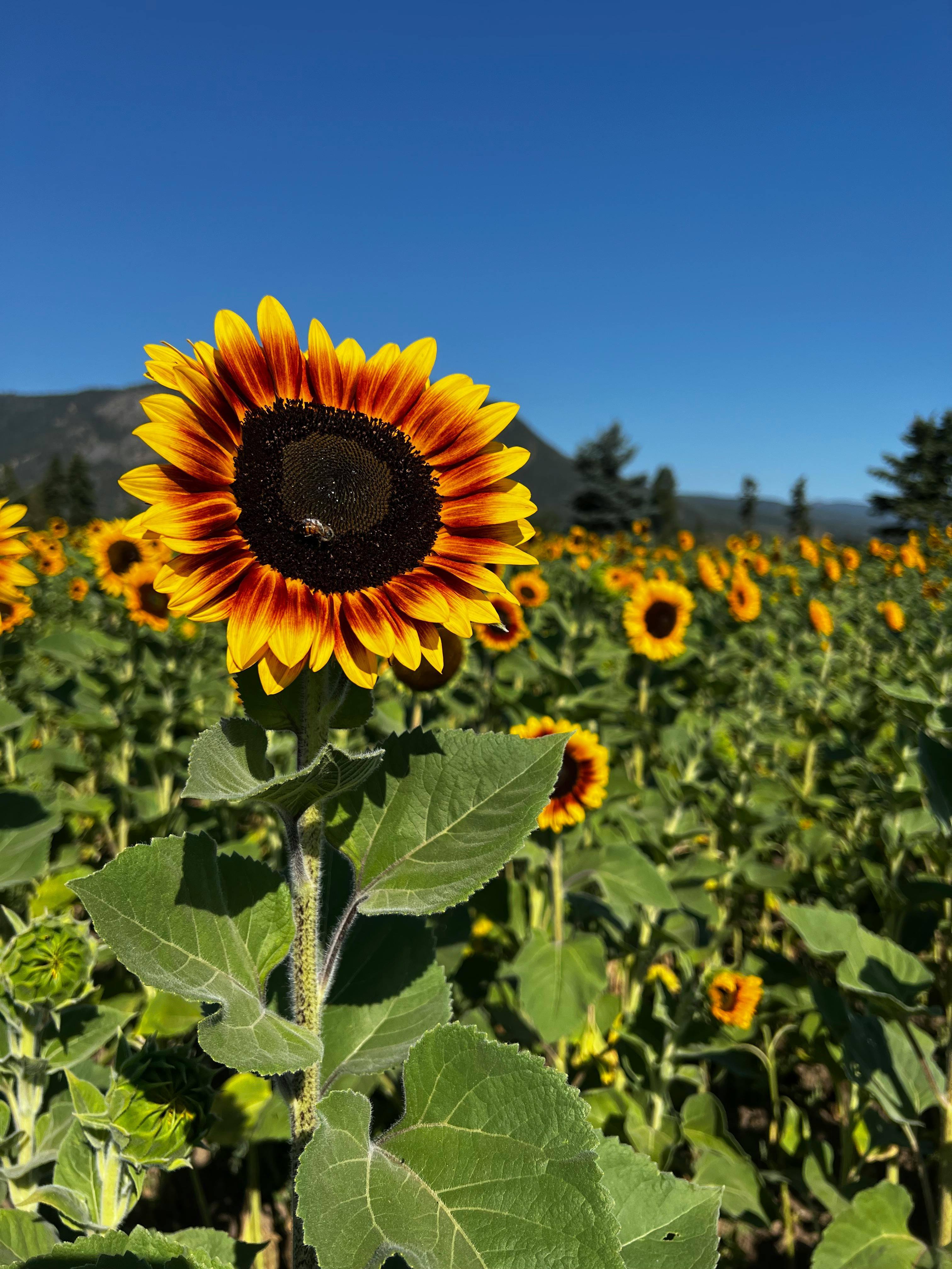 Photo of Sunflower Field · Free Stock Photo