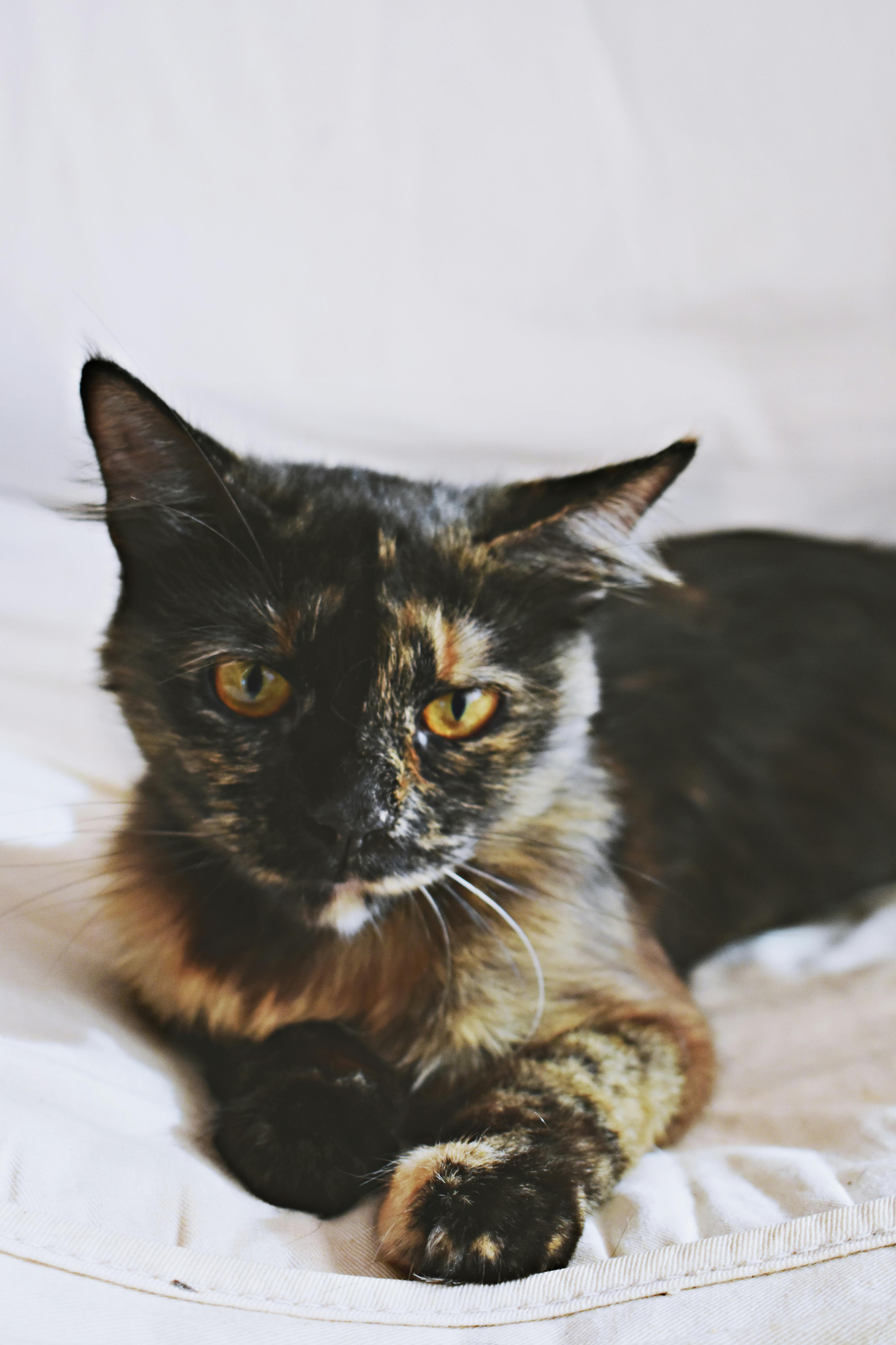 Calico Cat Lying on Bed · Free Stock Photo