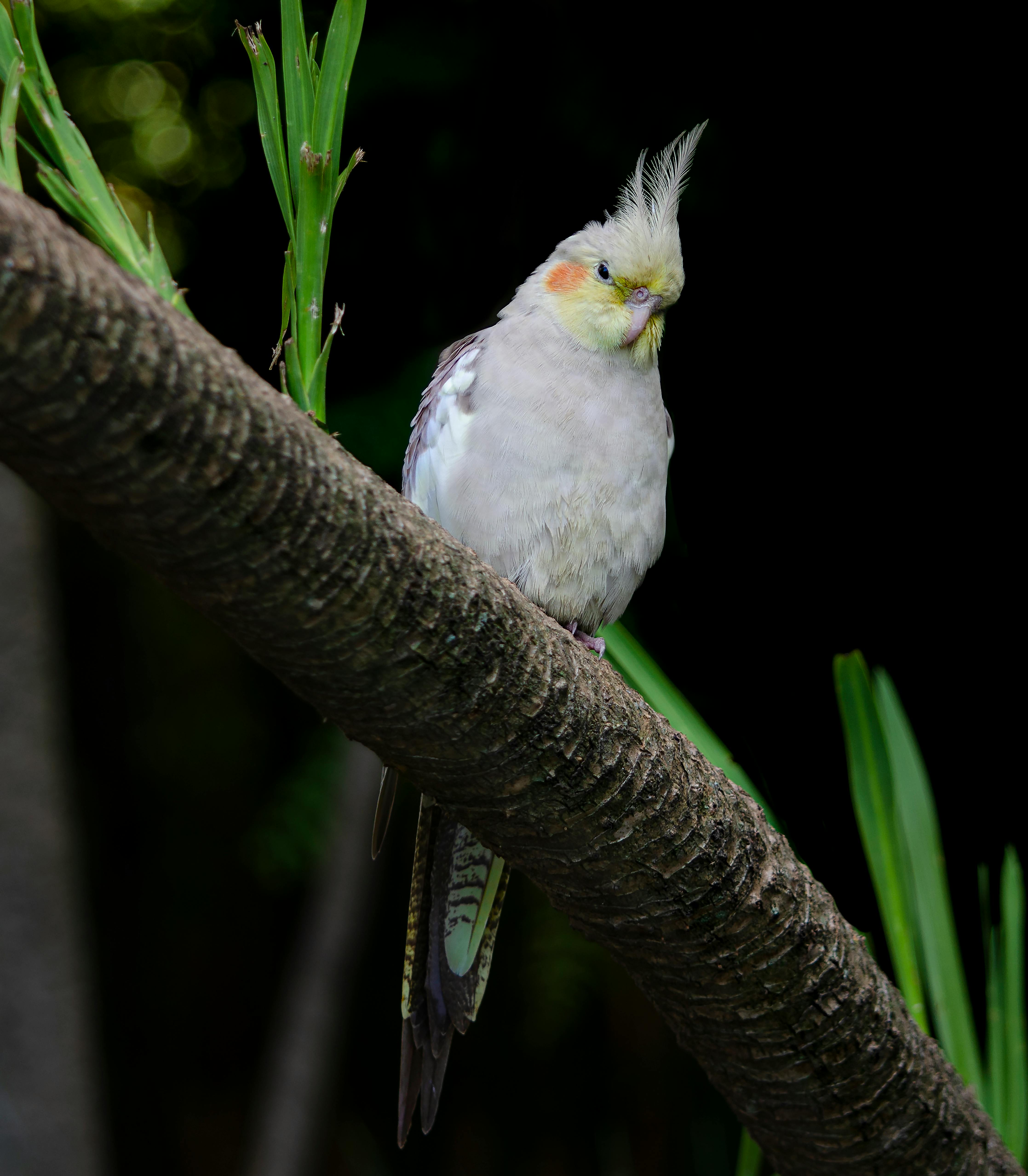 Captive Cockatiel on a Tree Branch · Free Stock Photo