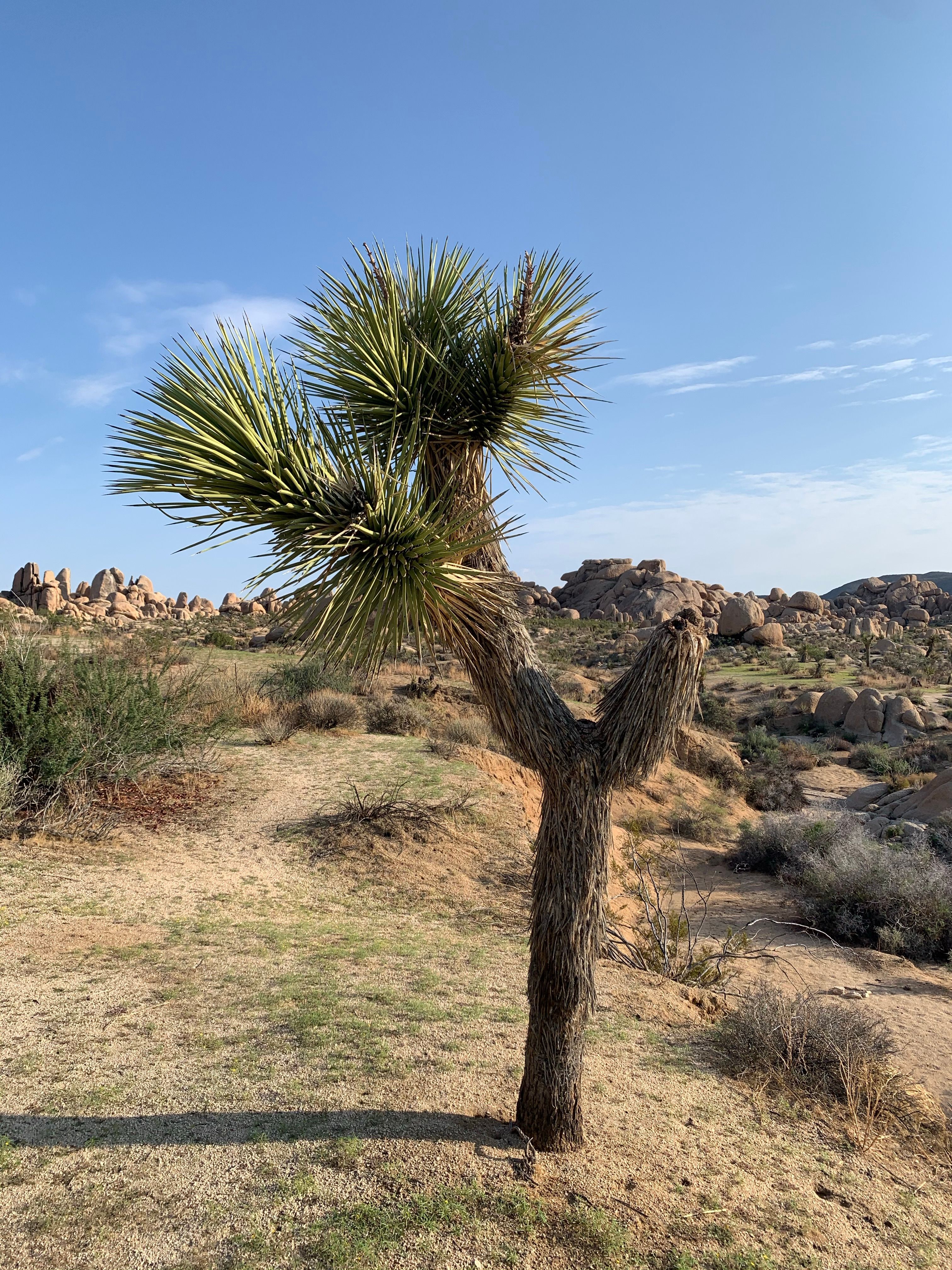 Rocks Behind a Joshua Tree · Free Stock Photo
