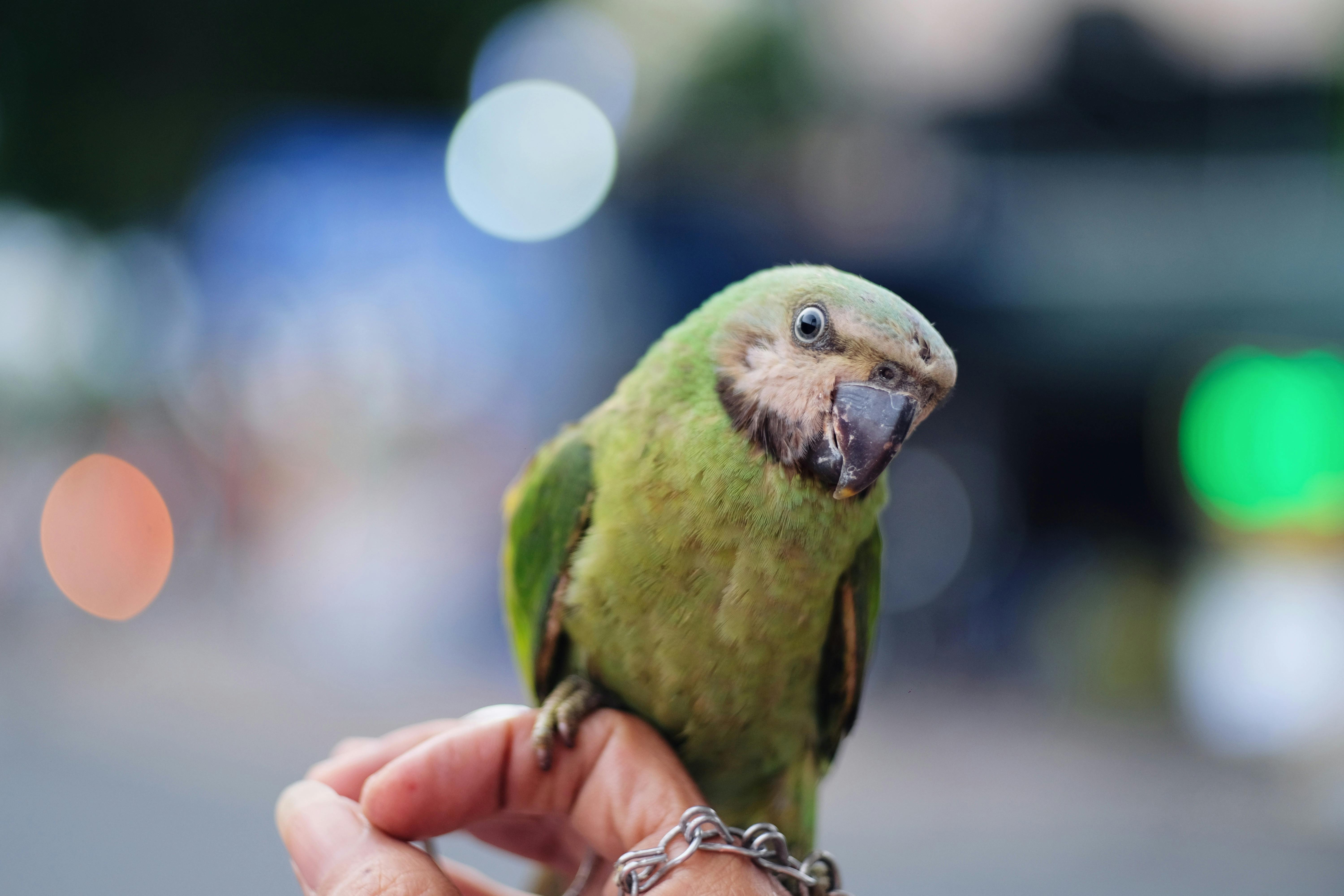 Parrot Perched on Person's Hand · Free Stock Photo