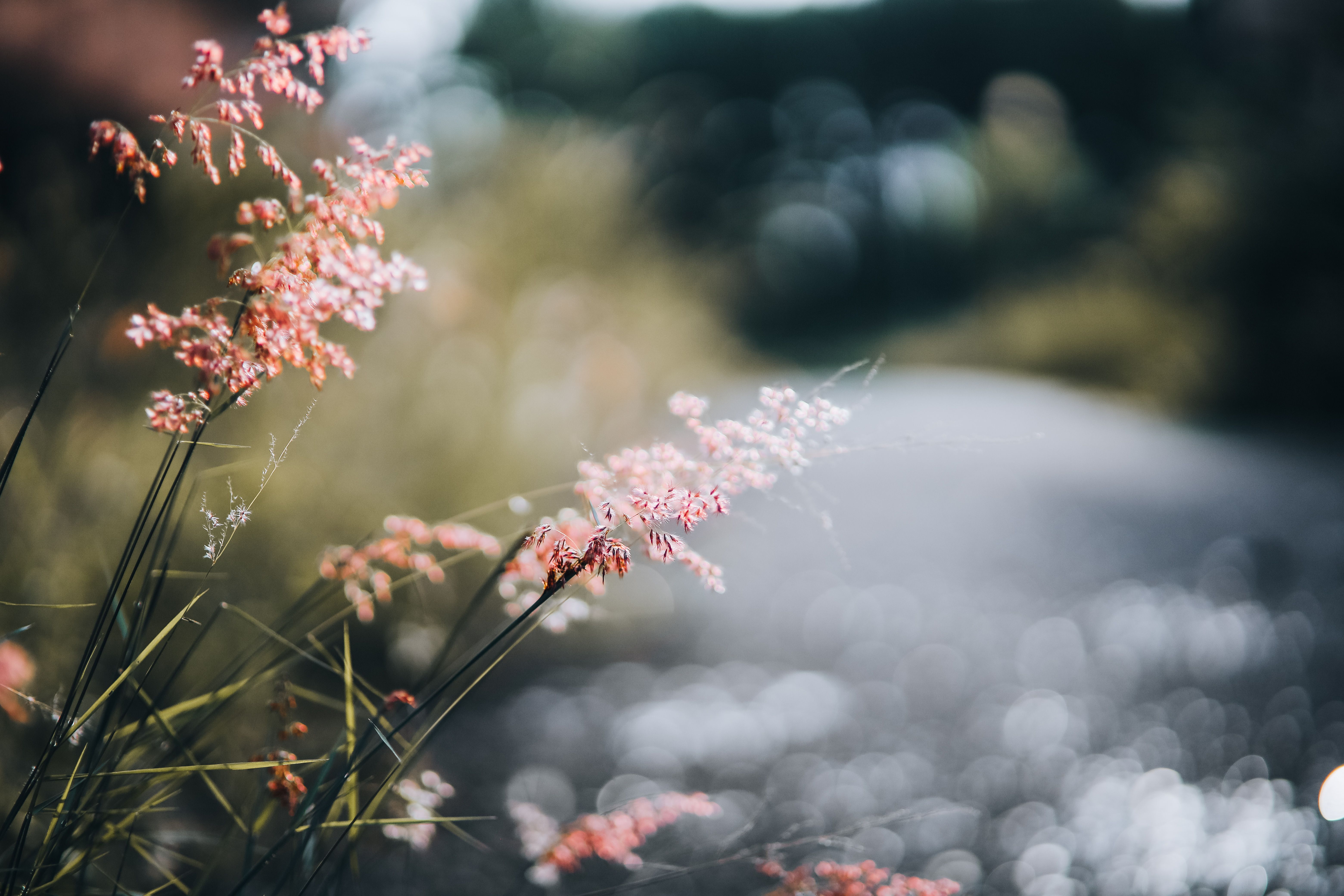 Man Holding Pink-petaled Flower · Free Stock Photo