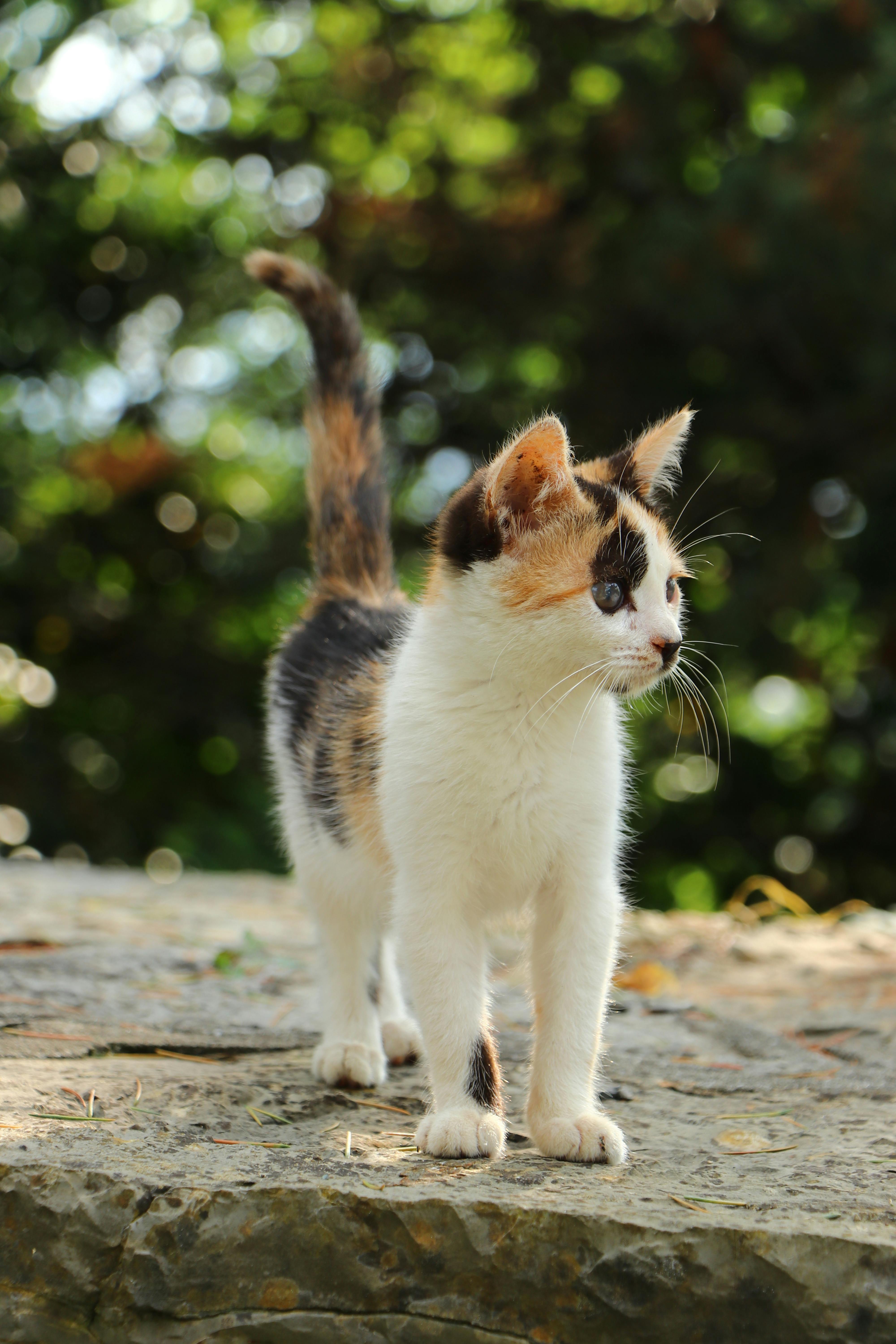 Close Up Photo of a Kitten · Free Stock Photo