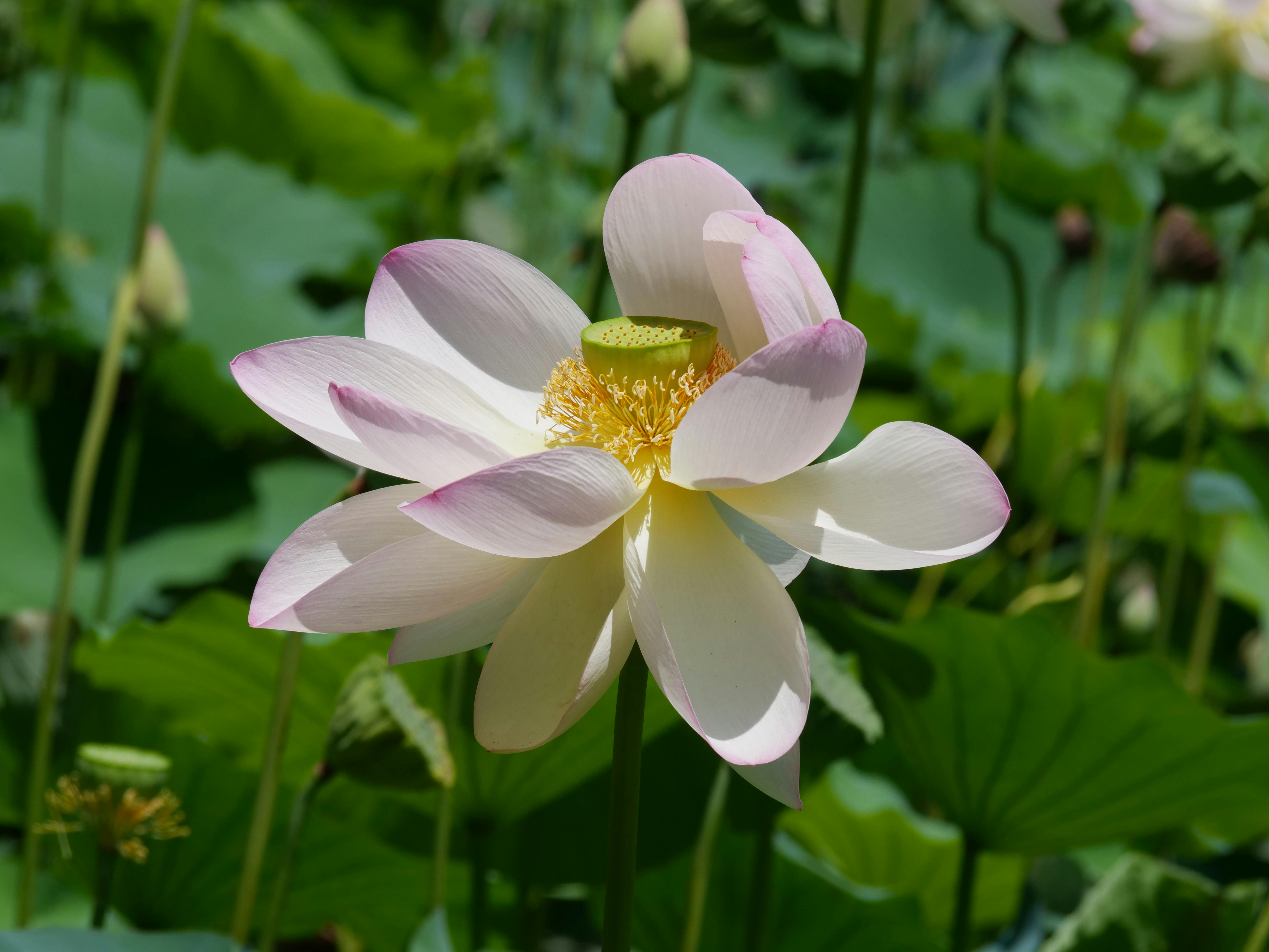 Photo of a Lotus Flower · Free Stock Photo