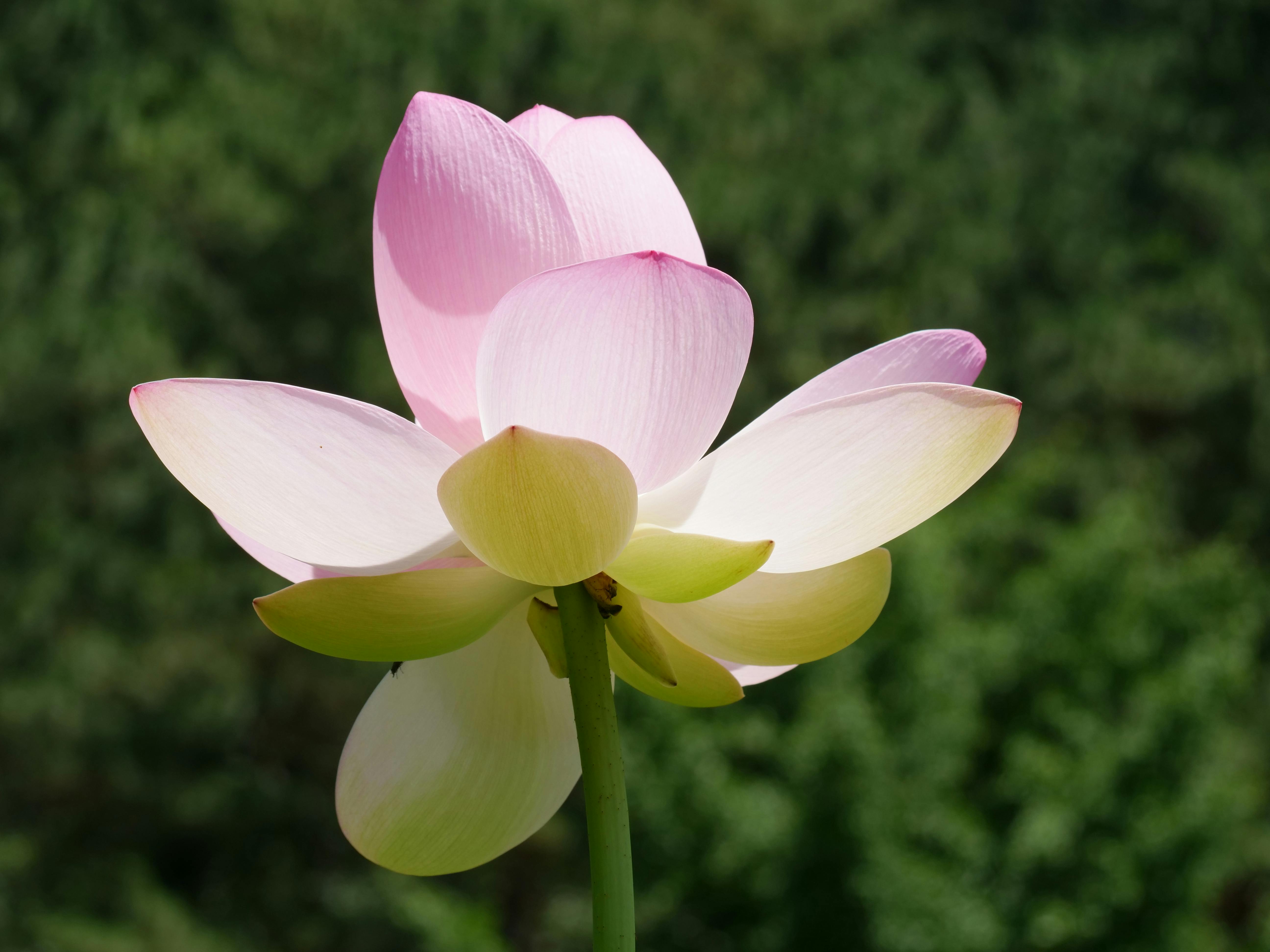 Flower in Close Up Photography · Free Stock Photo