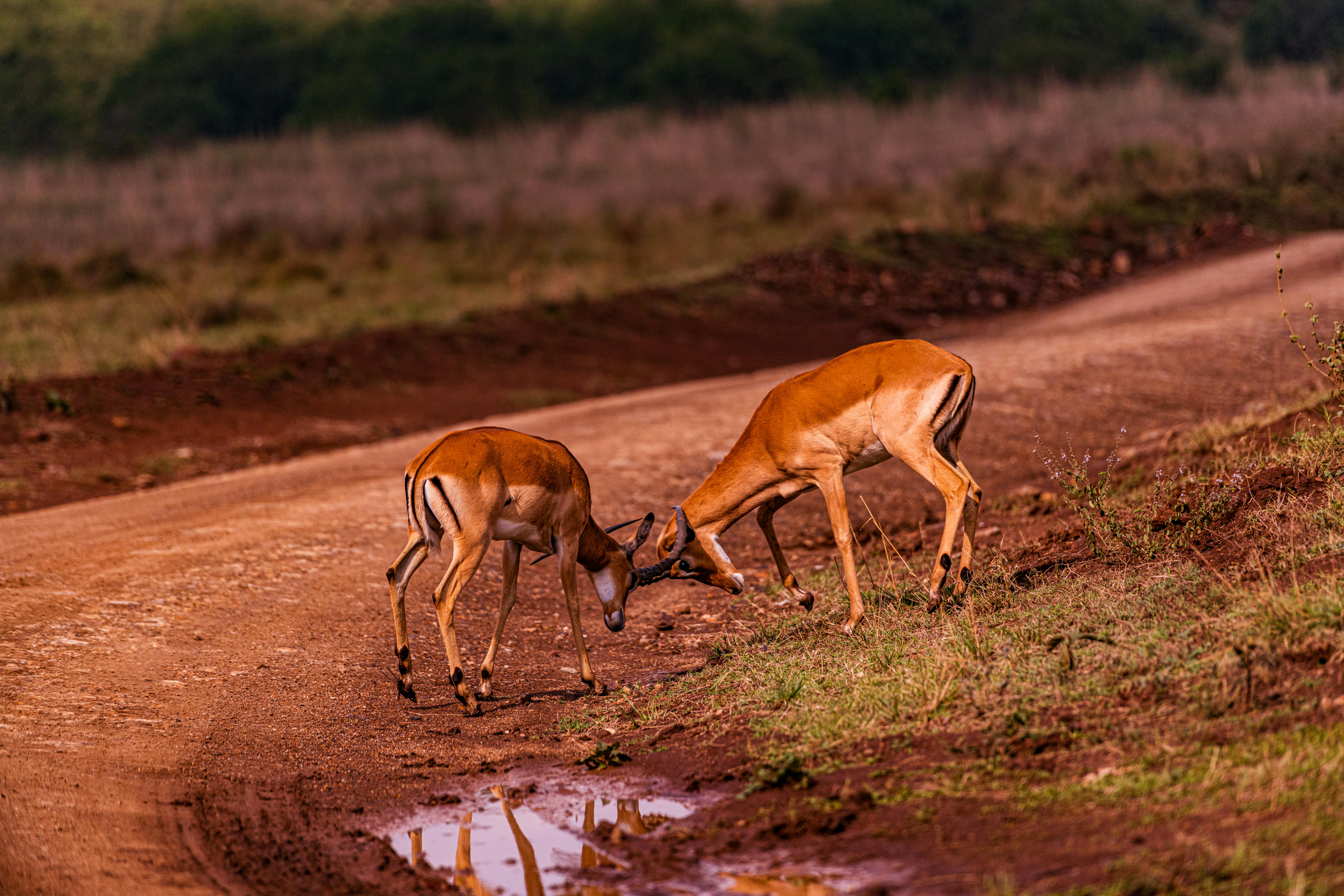 Impalas in an Arid Grassland · Free Stock Photo