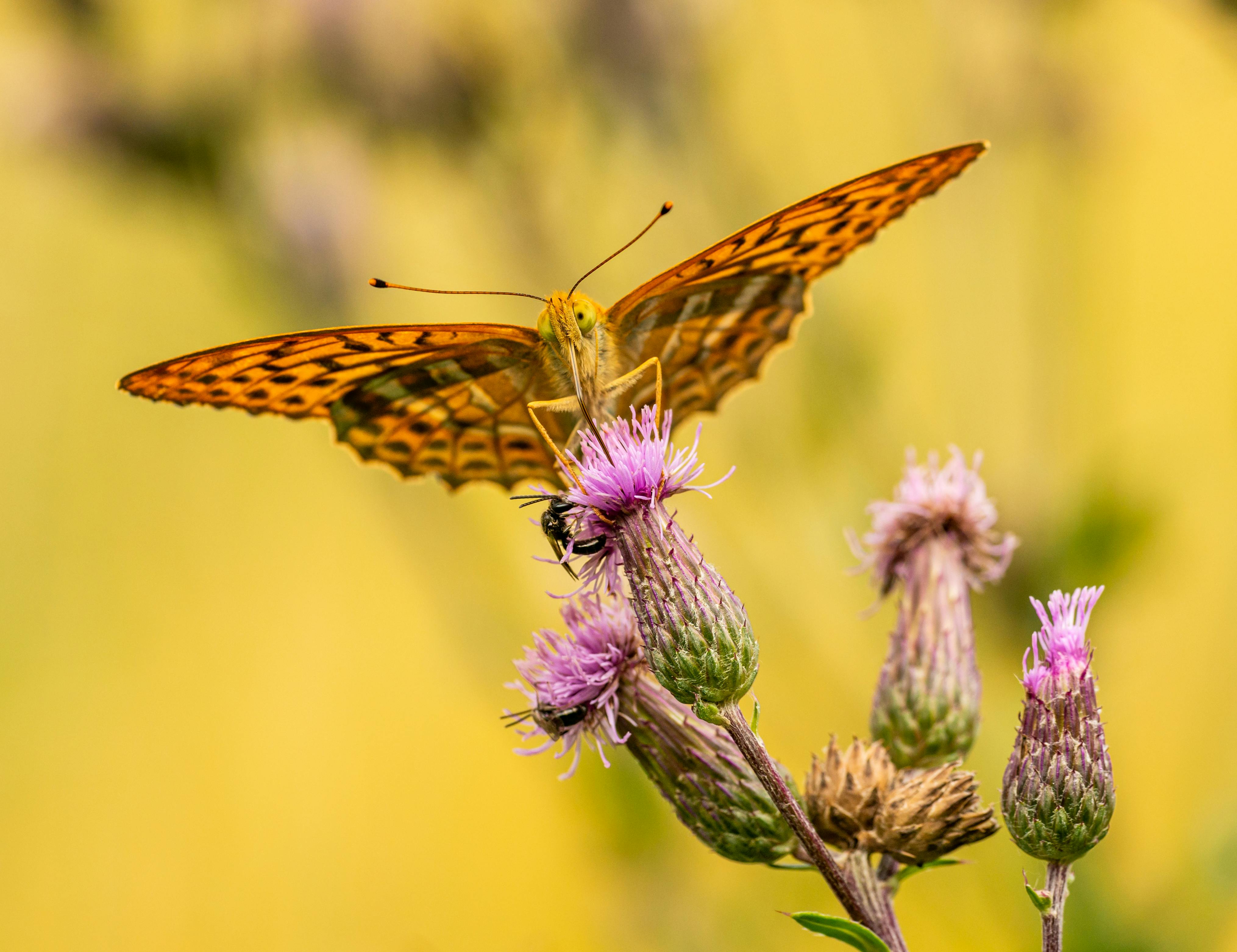 Close Up Photo of Butterfly on a Flower · Free Stock Photo