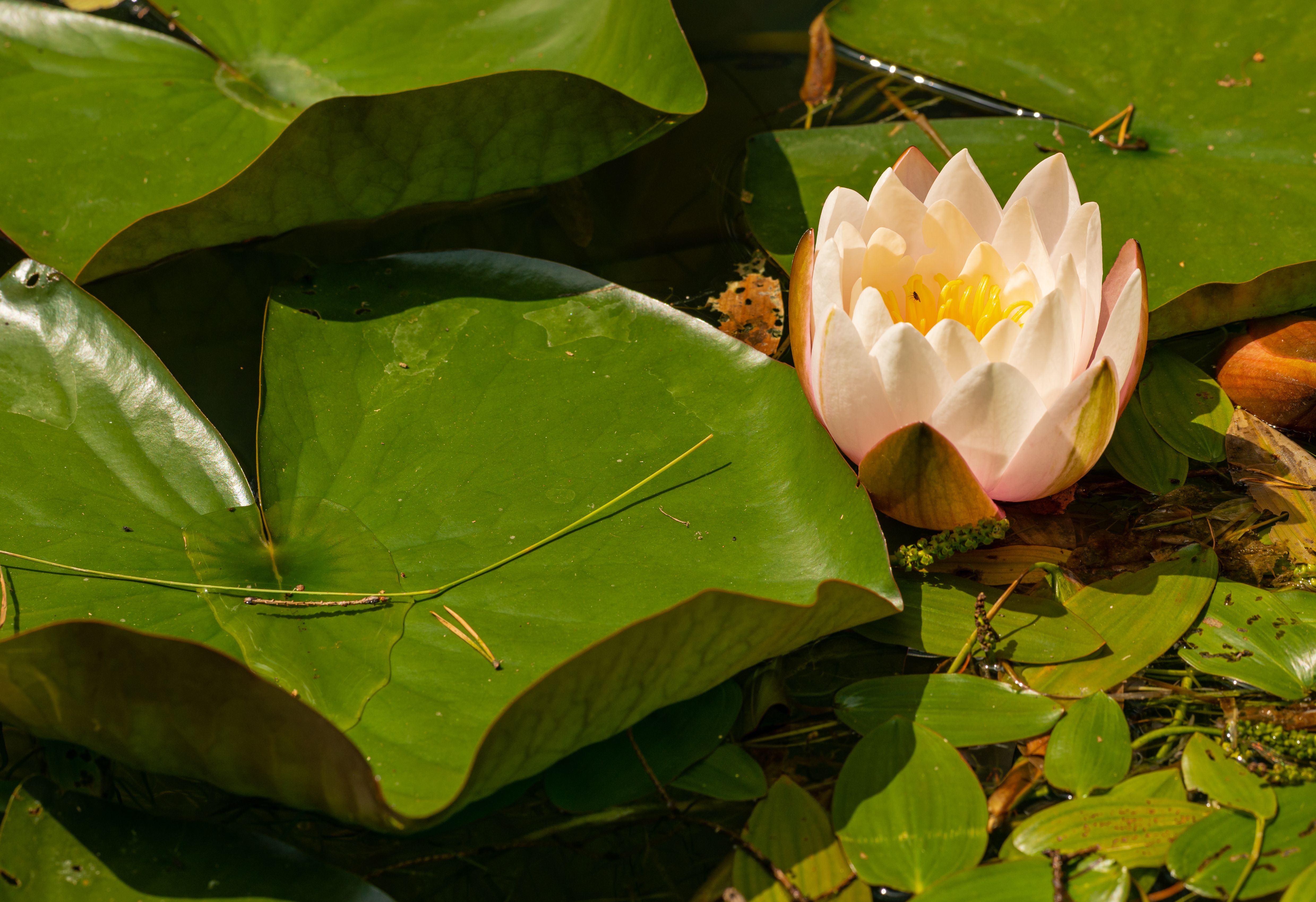 Close-Up Photo of a Lotus Flower · Free Stock Photo
