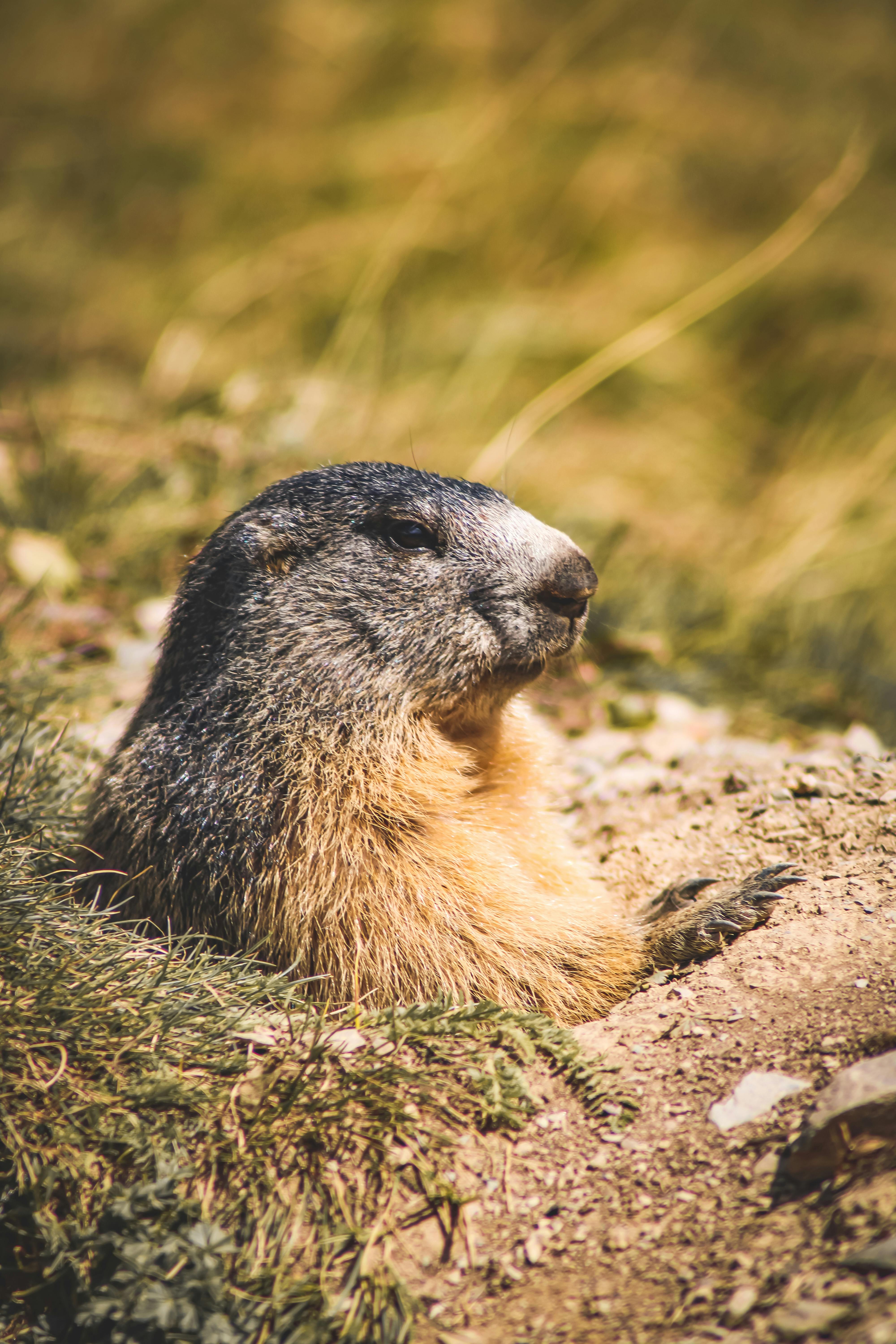 Groundhog Photos, Download The BEST Free Groundhog Stock Photos & HD Images