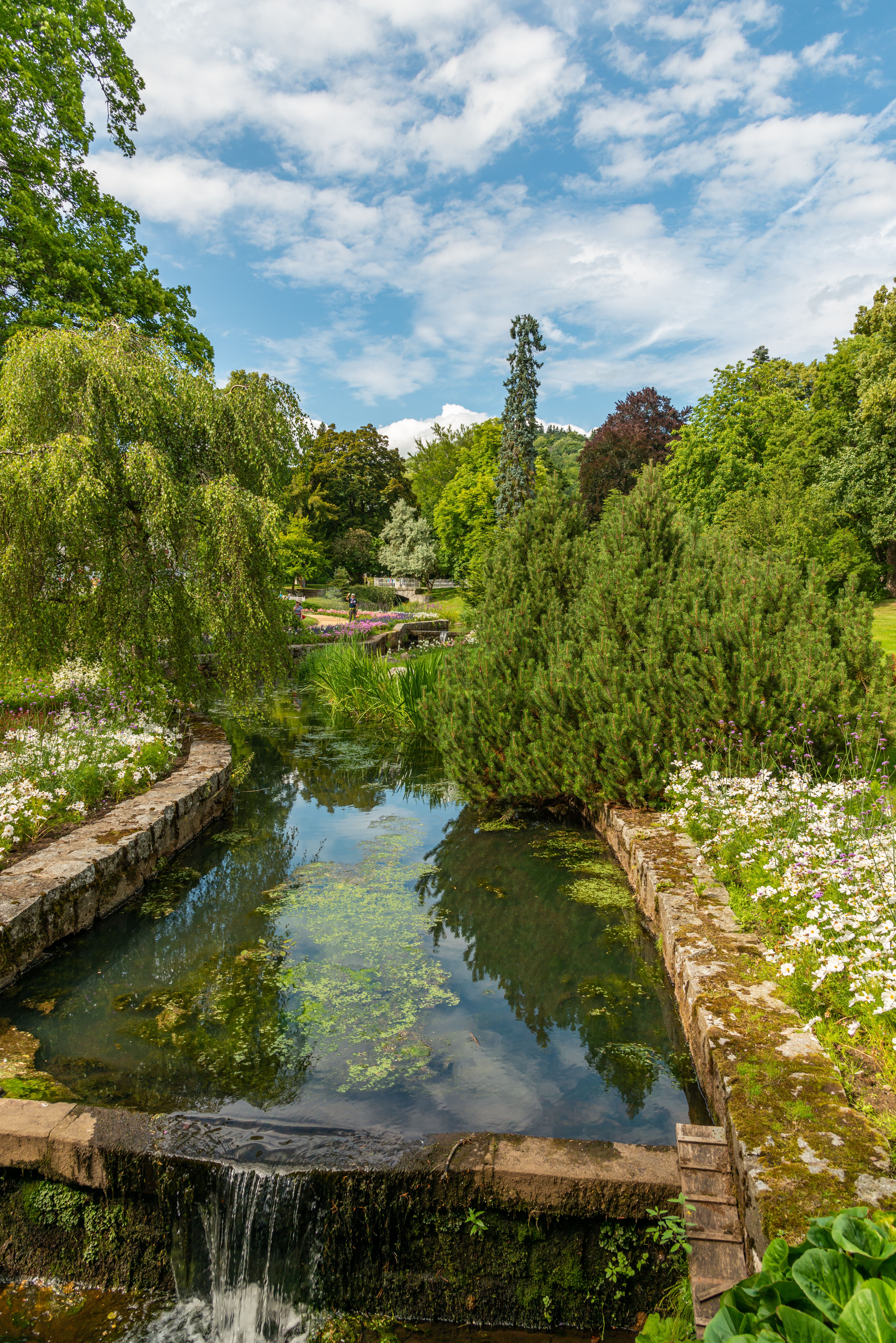 River in Between Green Trees · Free Stock Photo