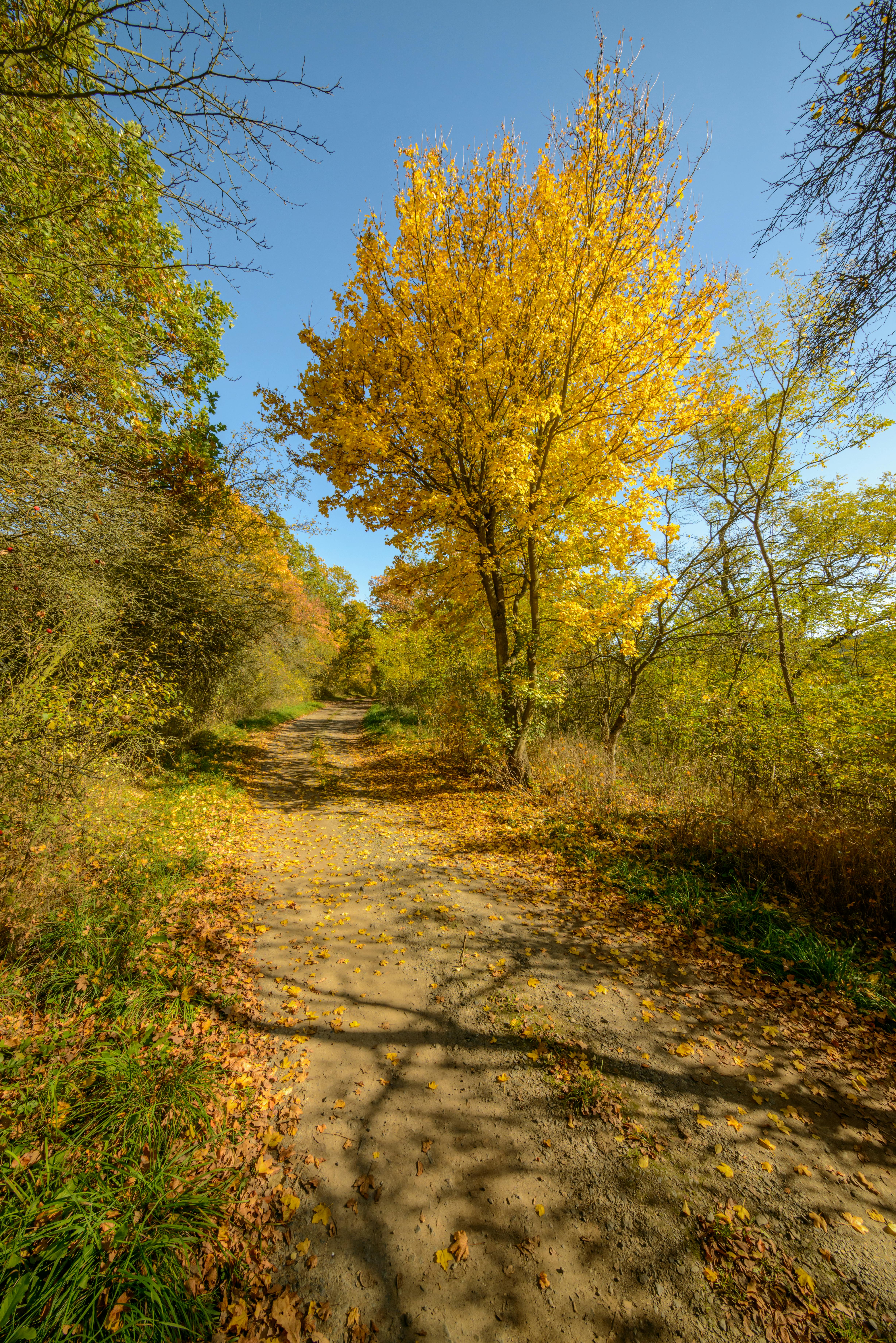 Footpath and Yellow Autumn Trees · Free Stock Photo