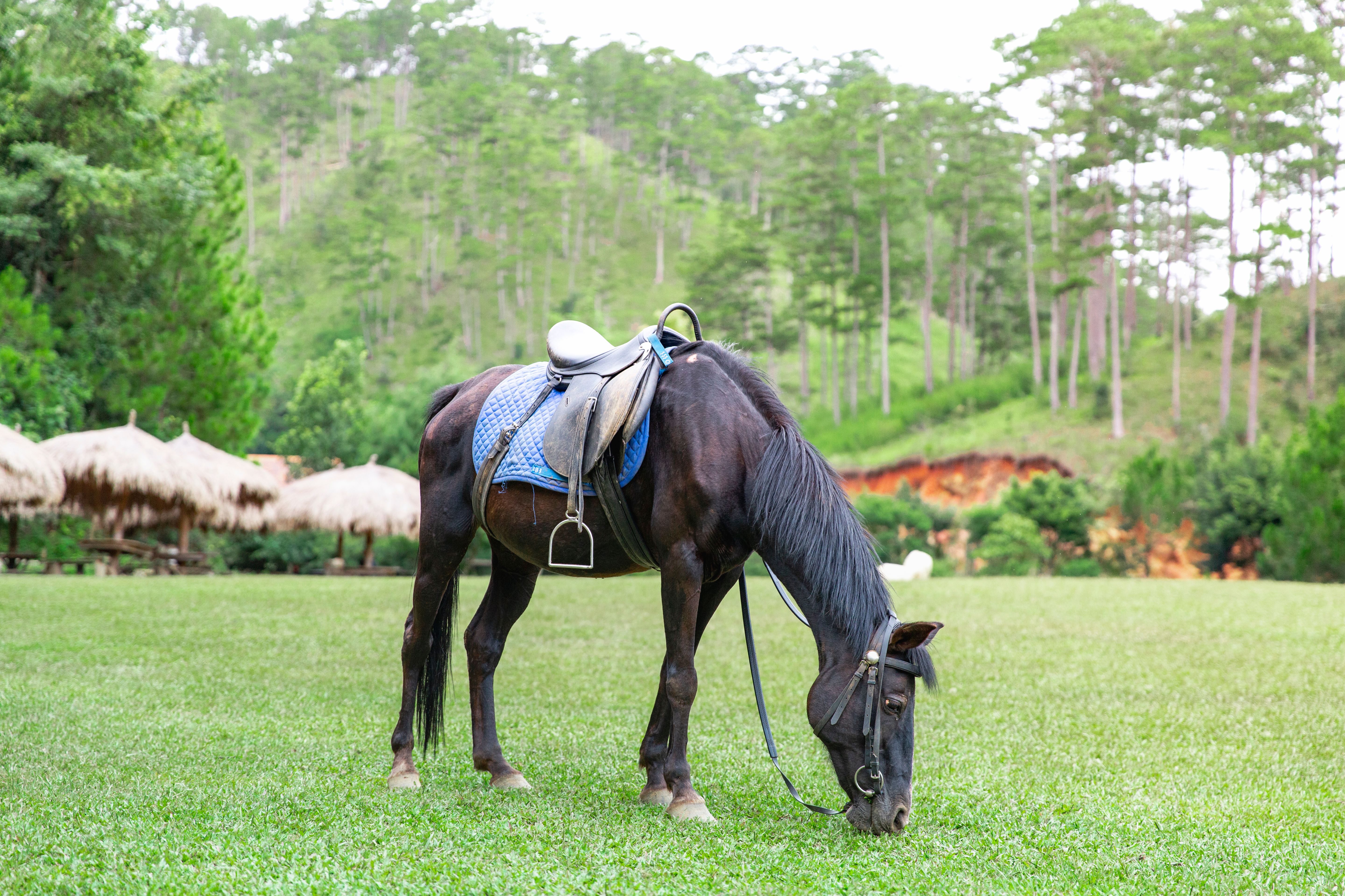 Vietnamese Fauna Photos, Download The BEST Free Vietnamese Fauna Stock ...