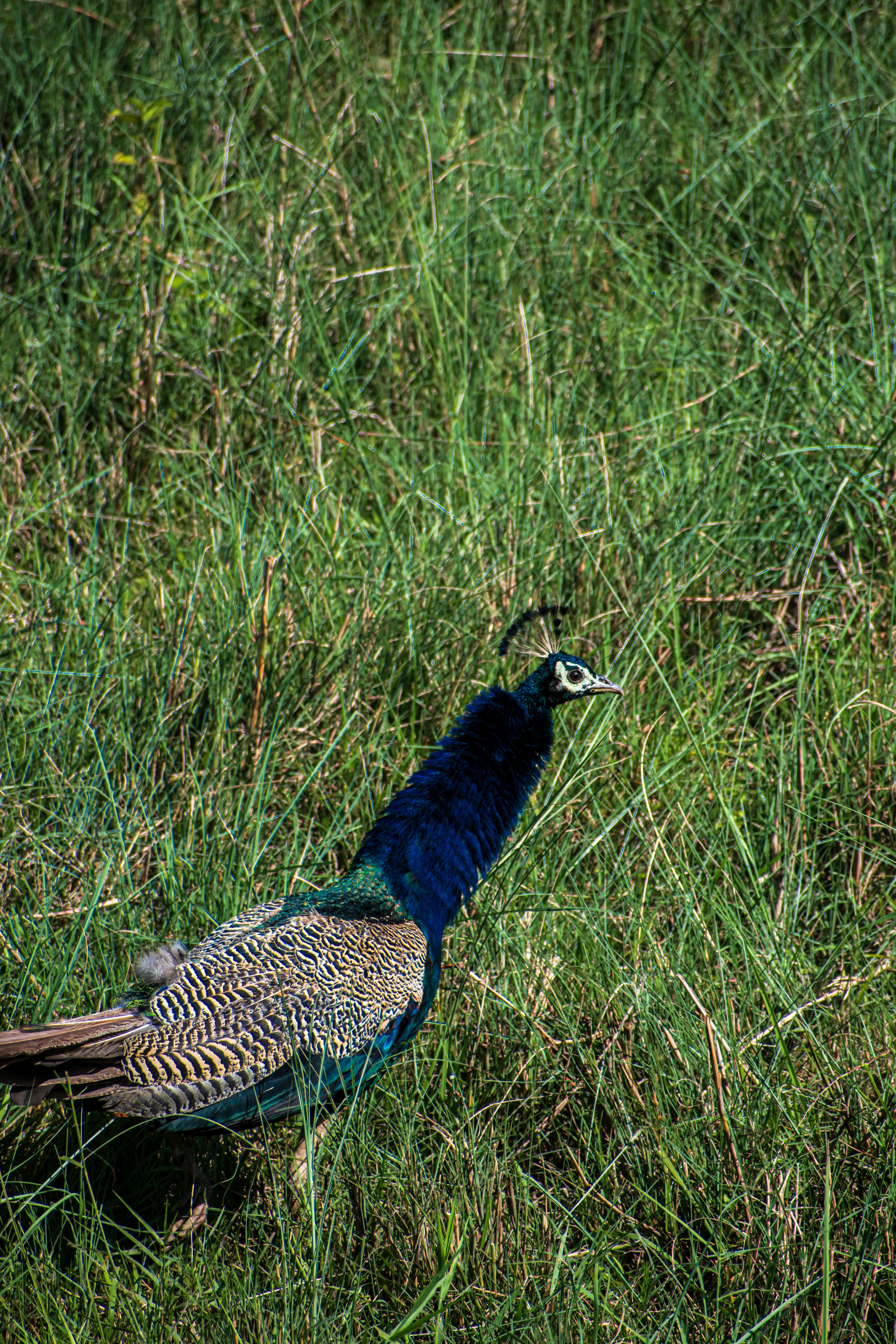 Peacock Walking in Grass · Free Stock Photo