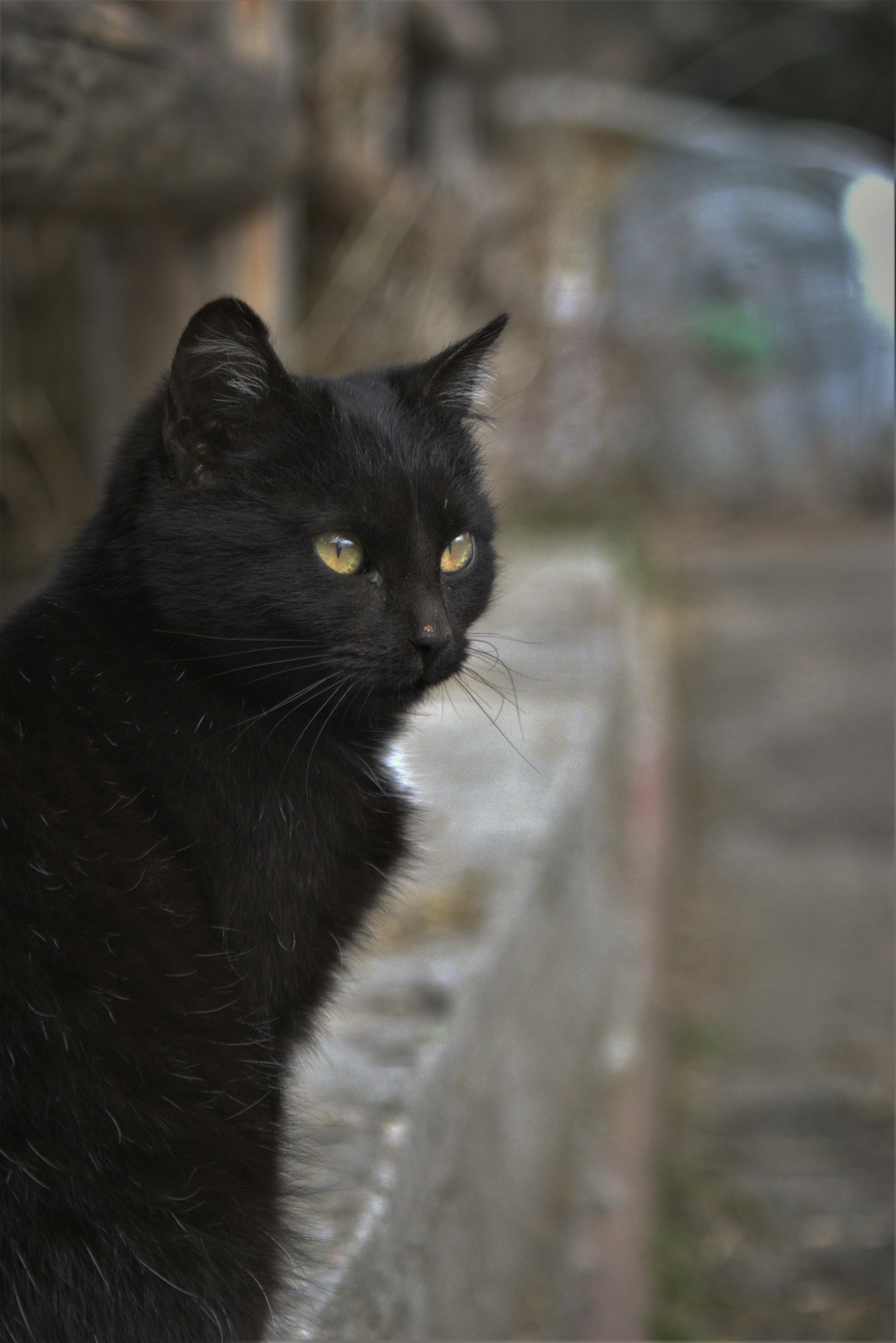 Close Up Photo of a Black Cat · Free Stock Photo