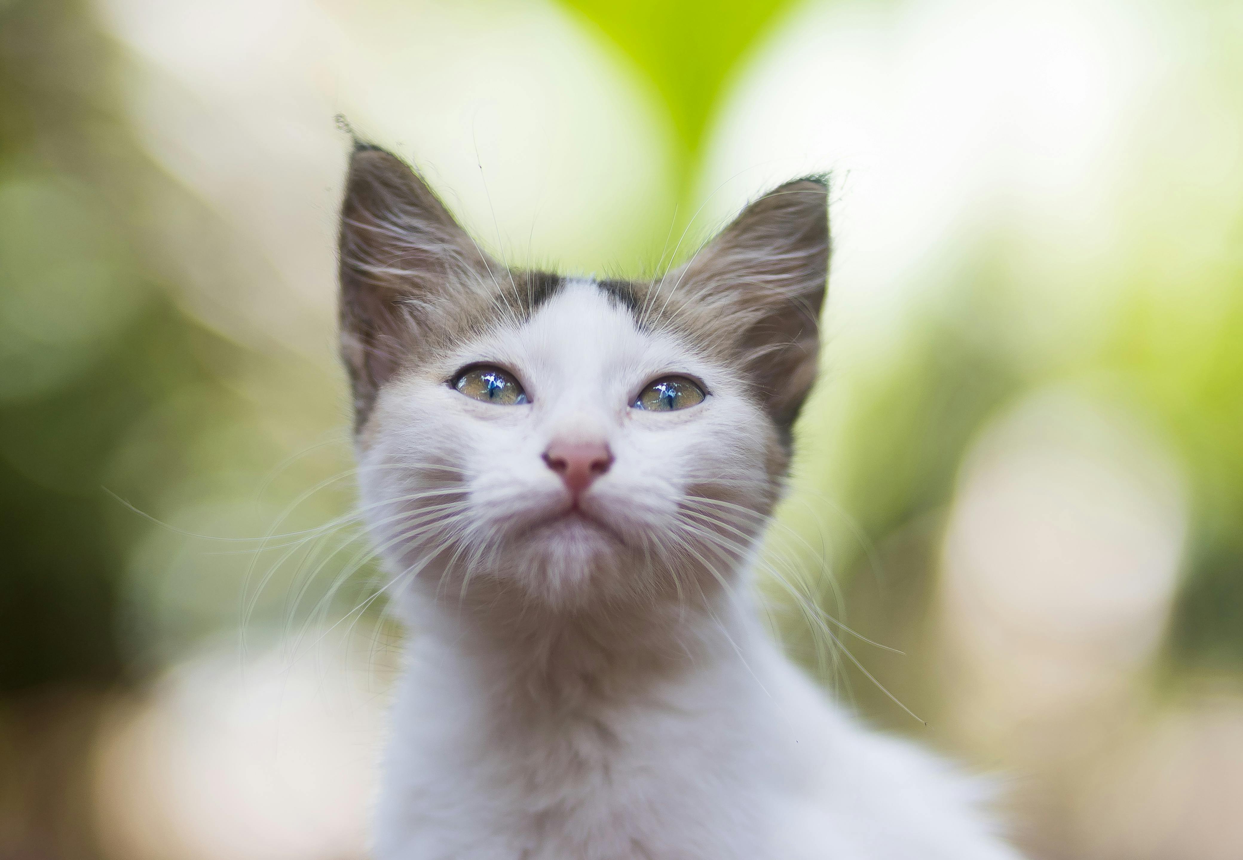 Close Up Photo of Cat Inside a Cardboard Box · Free Stock Photo