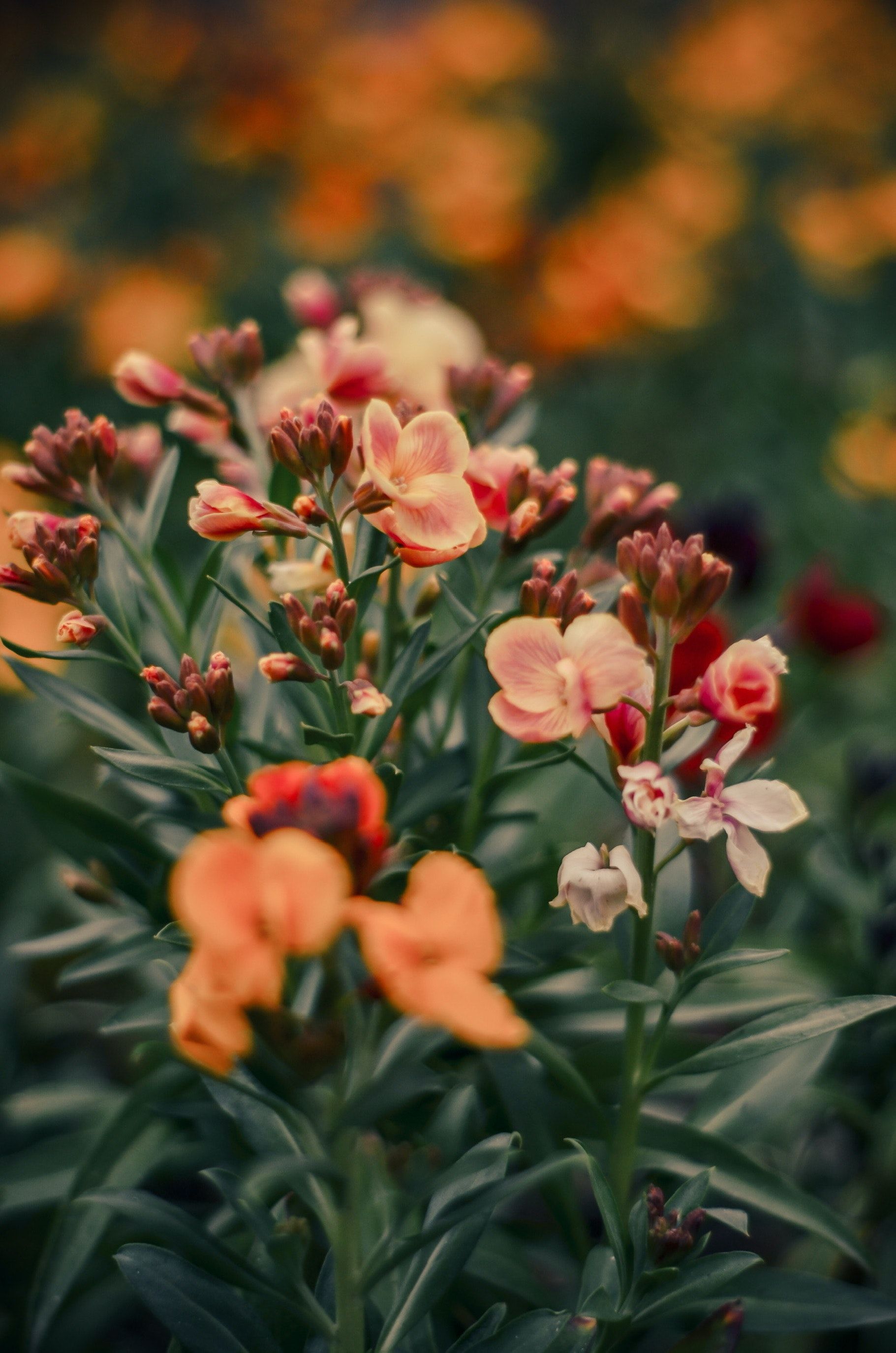 Close Up Photon of Flowers · Free Stock Photo