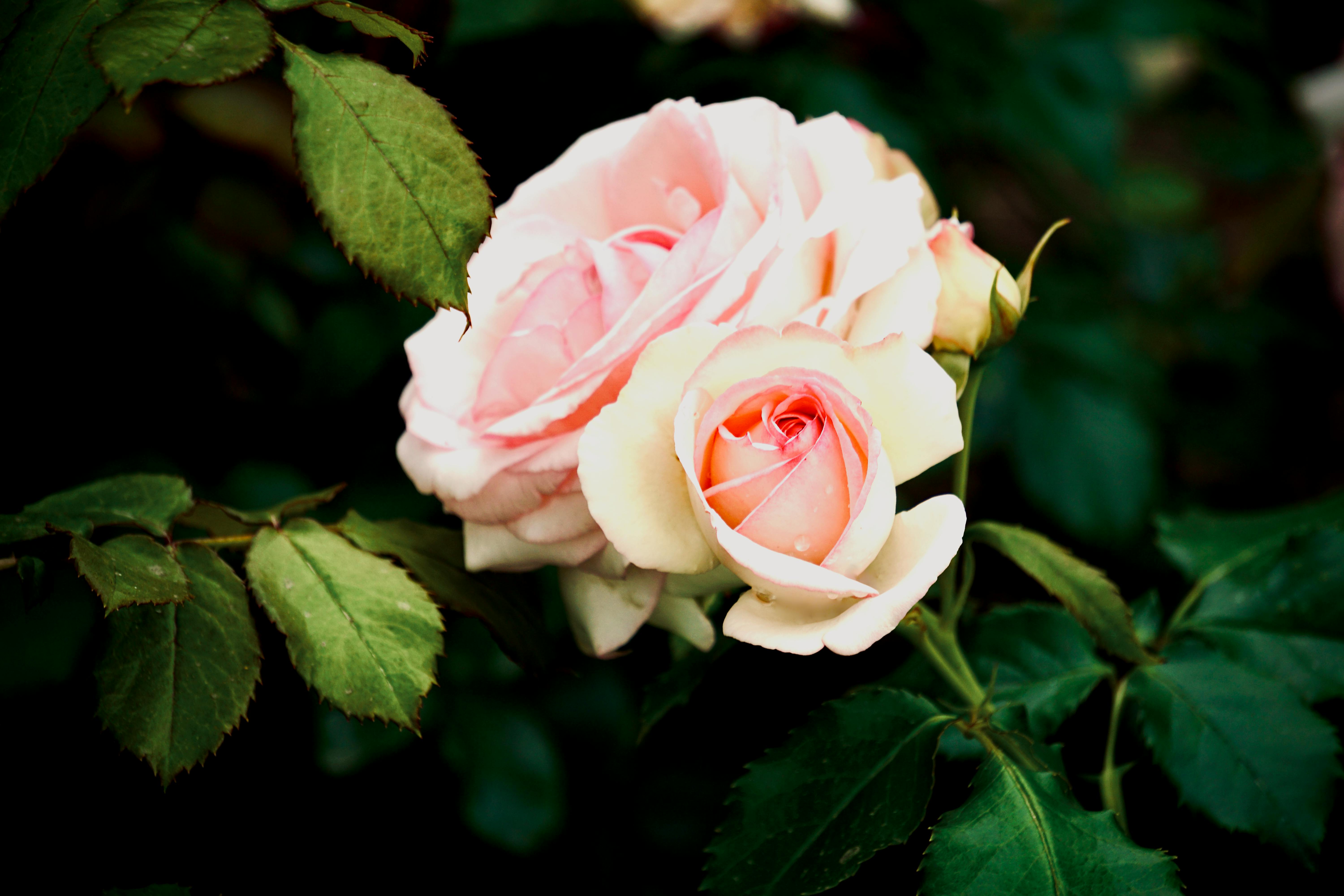 Roses in Close Up Photography · Free Stock Photo