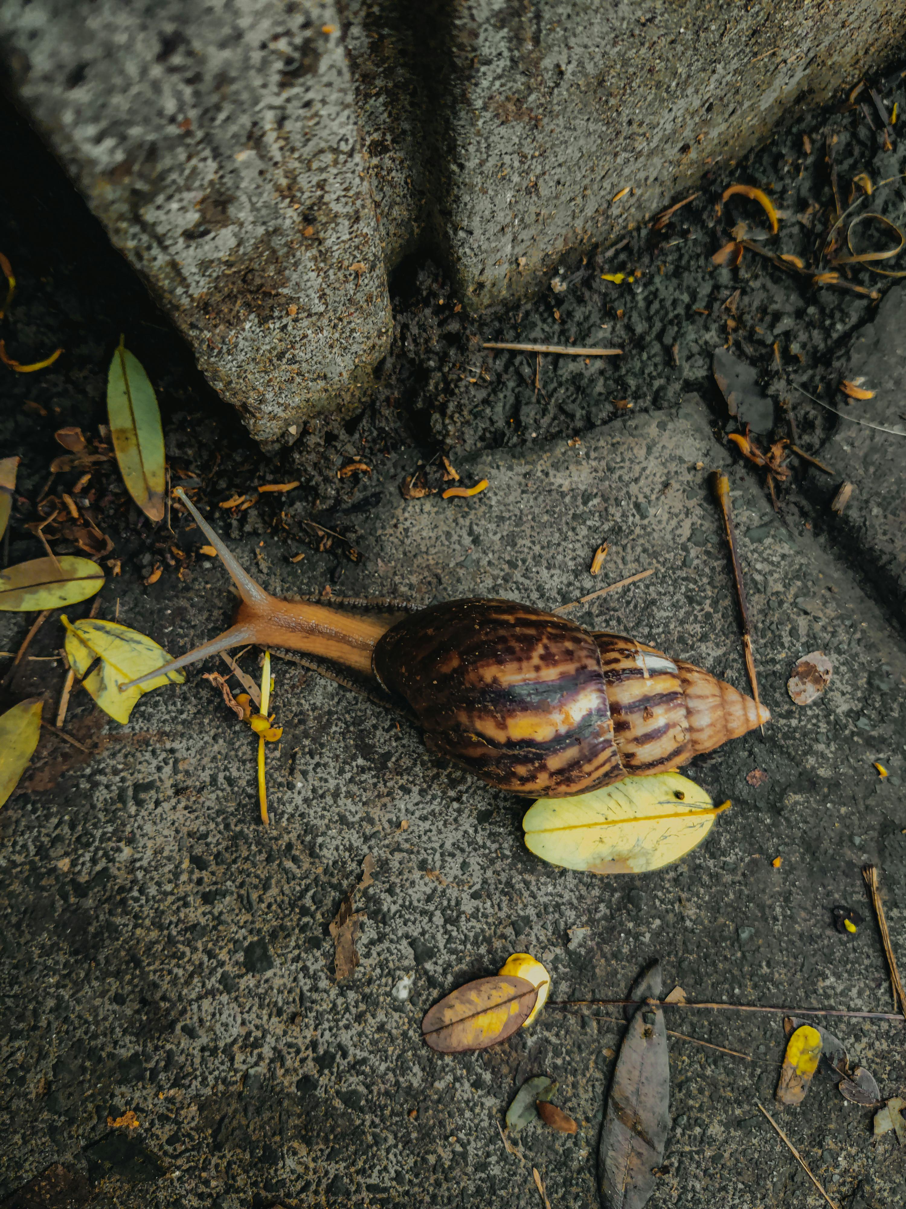 Close Up Photo of Snail on the Floor · Free Stock Photo