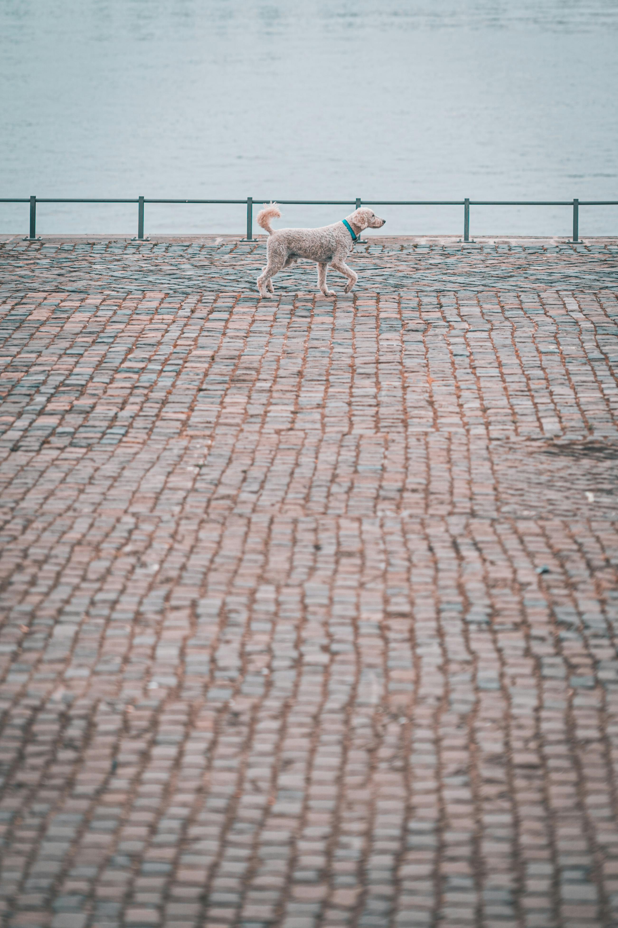 Photo of Dog on Brick Floor · Free Stock Photo