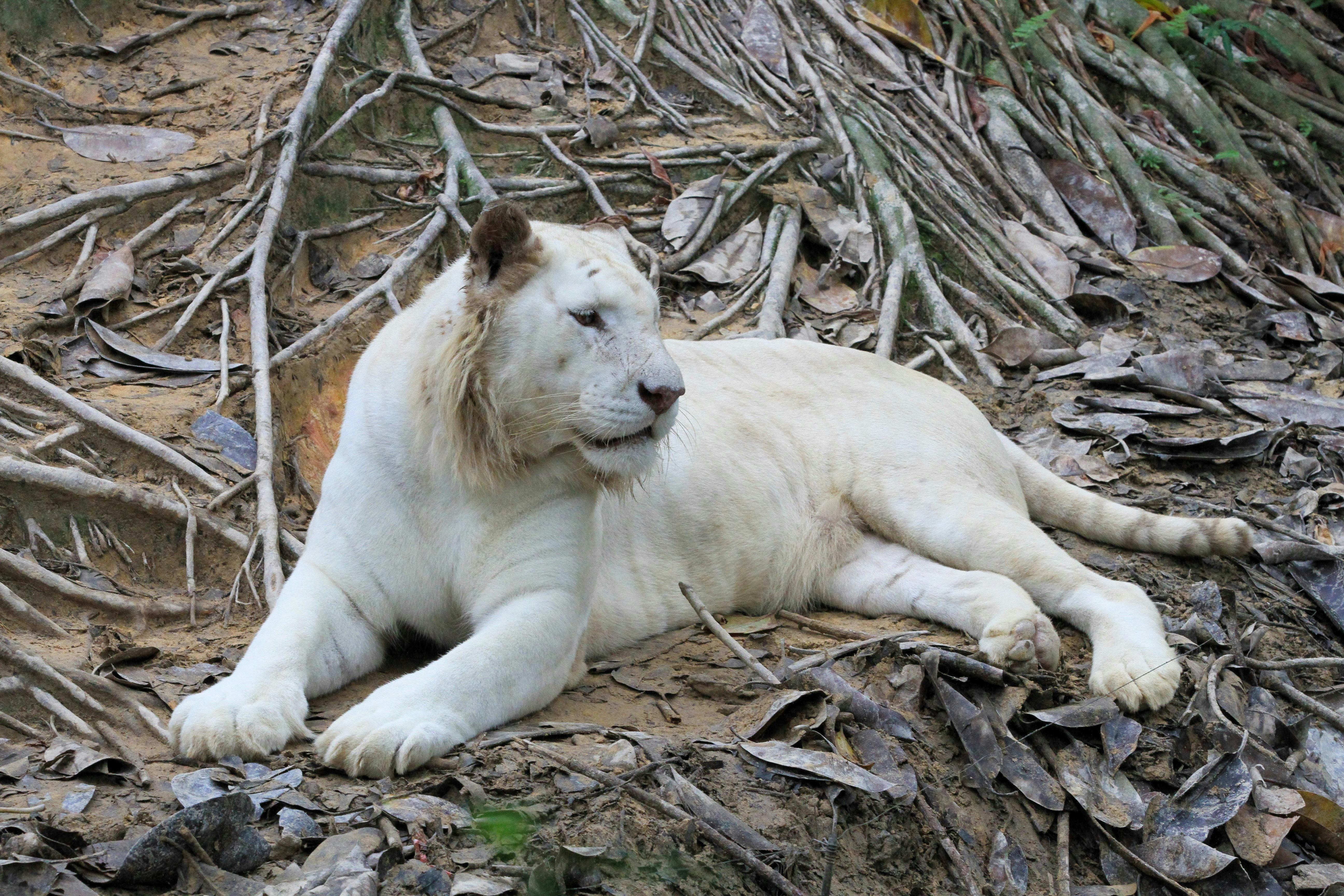 Liger Lying on the Ground · Free Stock Photo