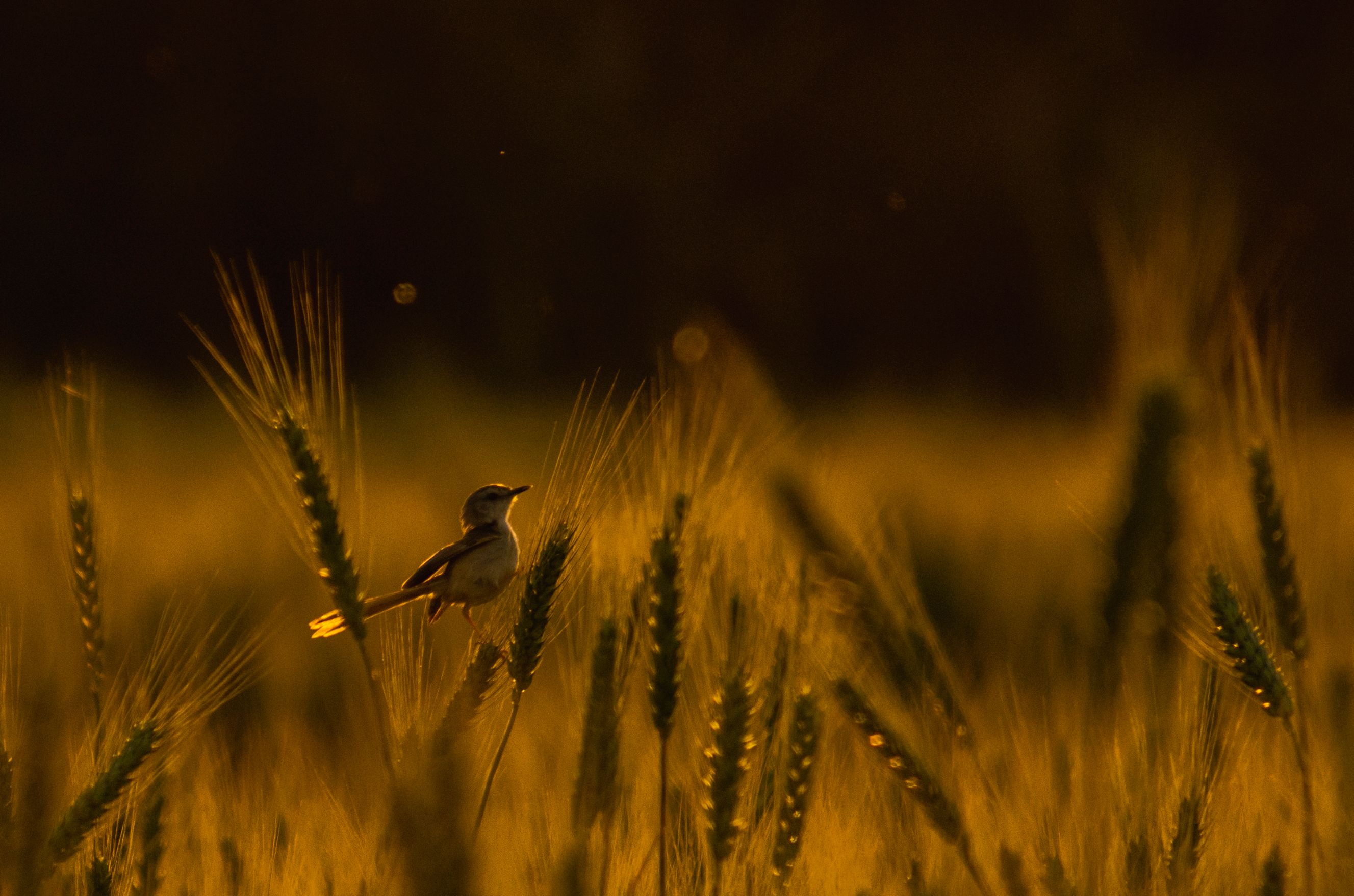 Bird 80s Photos, Download Free Bird 80s Stock Photos & HD Images